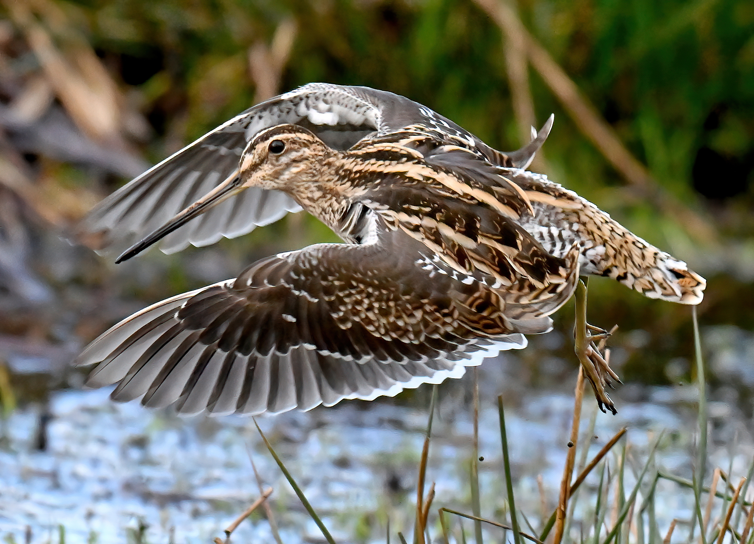 Common Snipe by Carl Bovis - BirdGuides