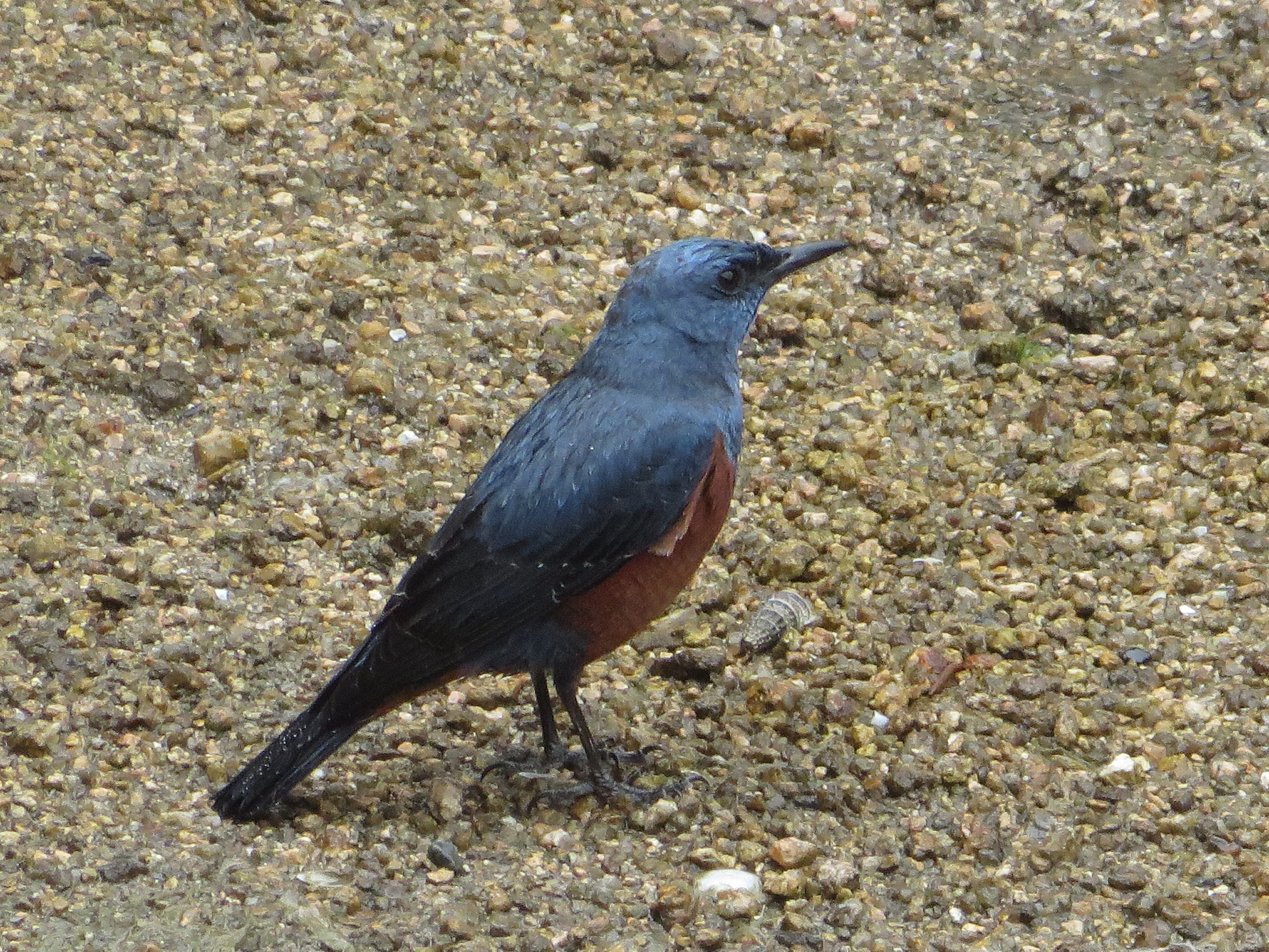 Blue Rock Thrush by Roger Emmens - BirdGuides