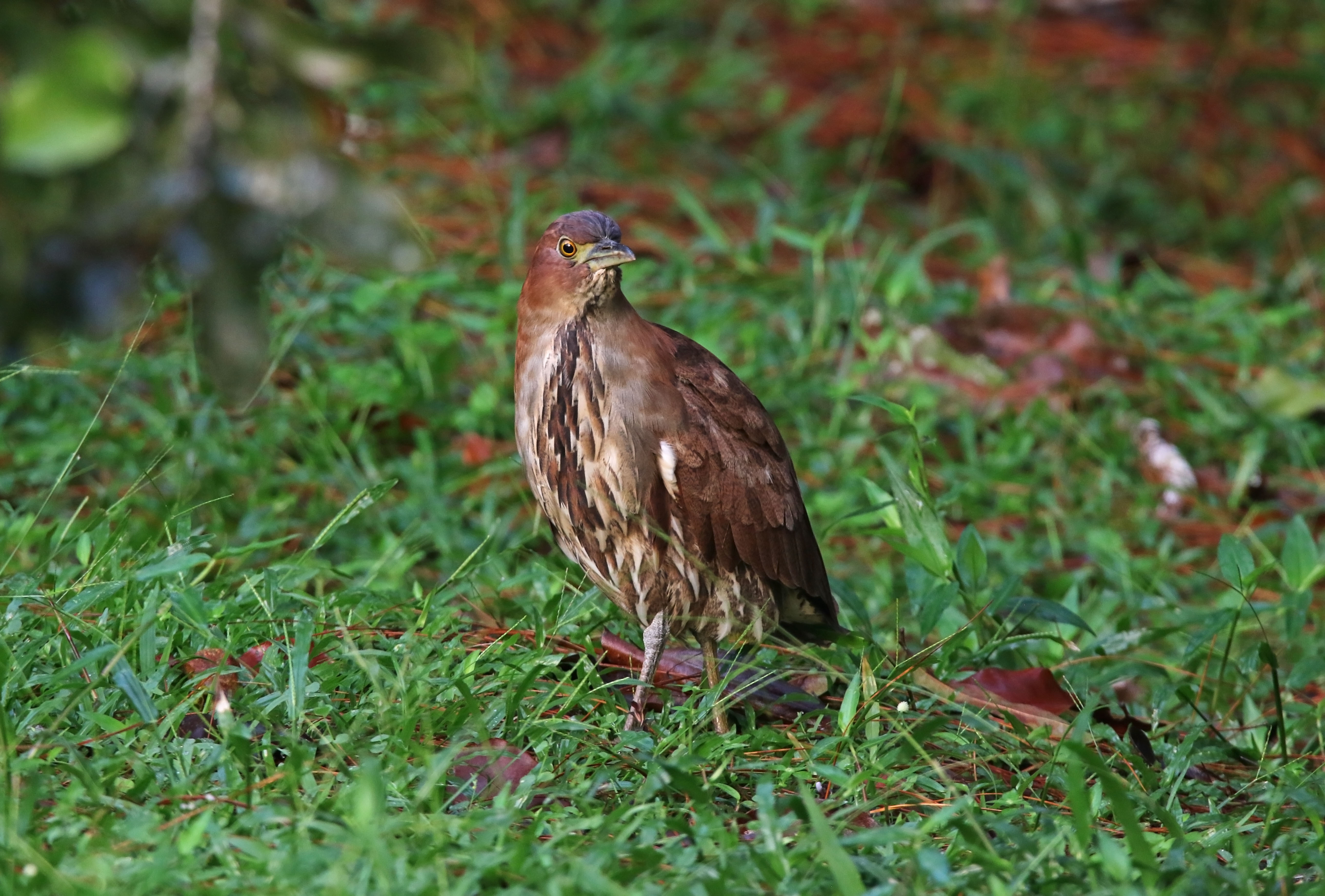 Details : Japanese Night Heron - BirdGuides