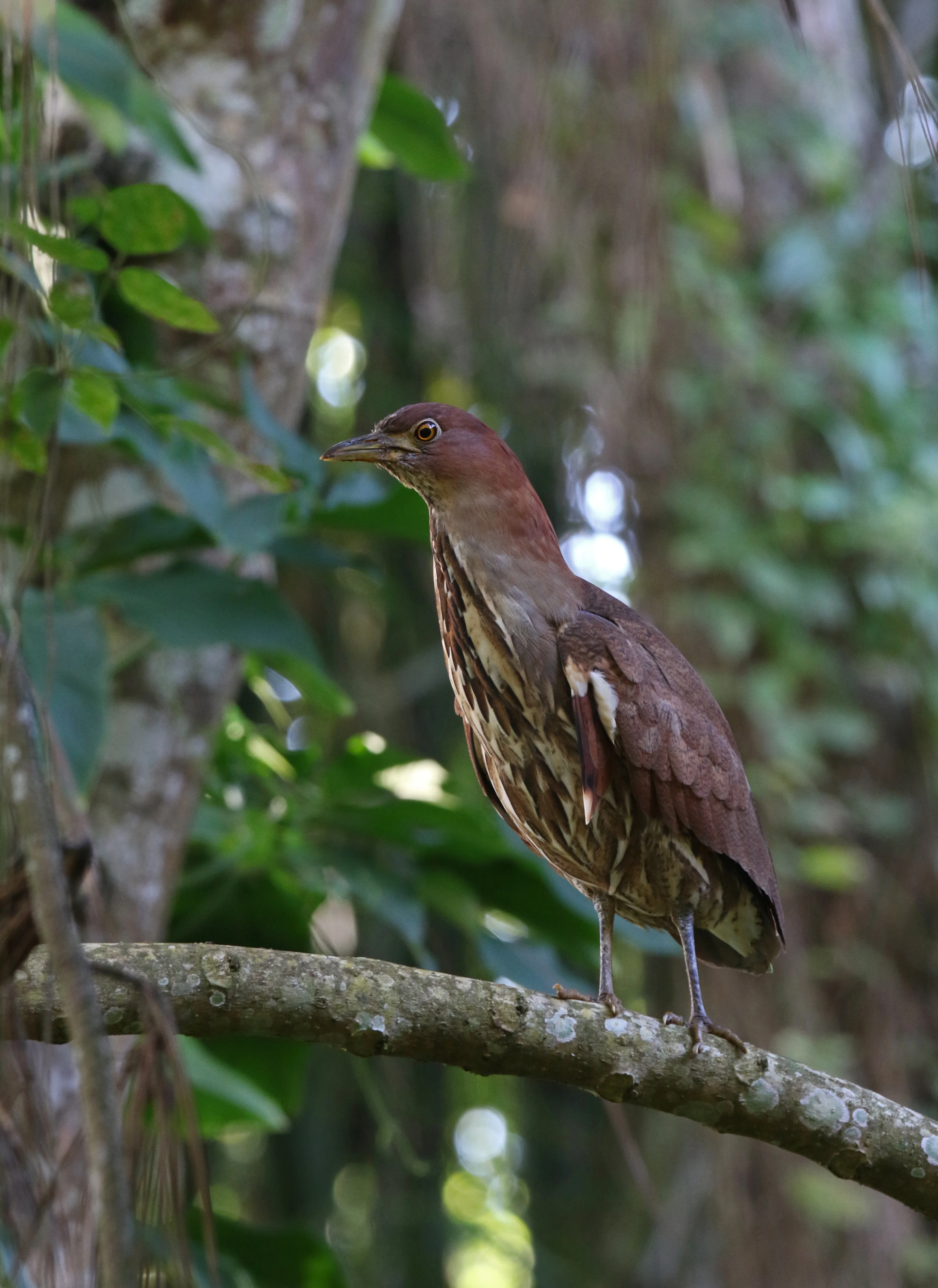 Details : Japanese Night Heron - BirdGuides