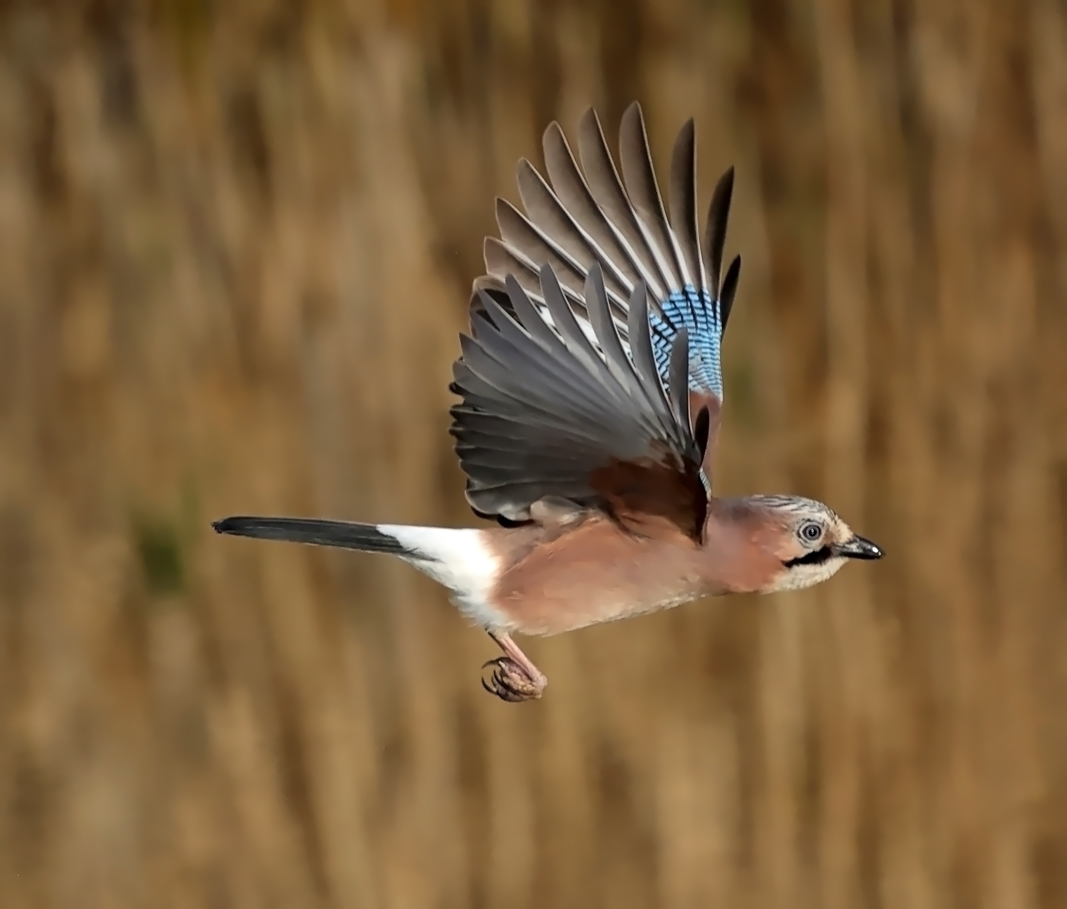 Jay by Colin Harvey - BirdGuides
