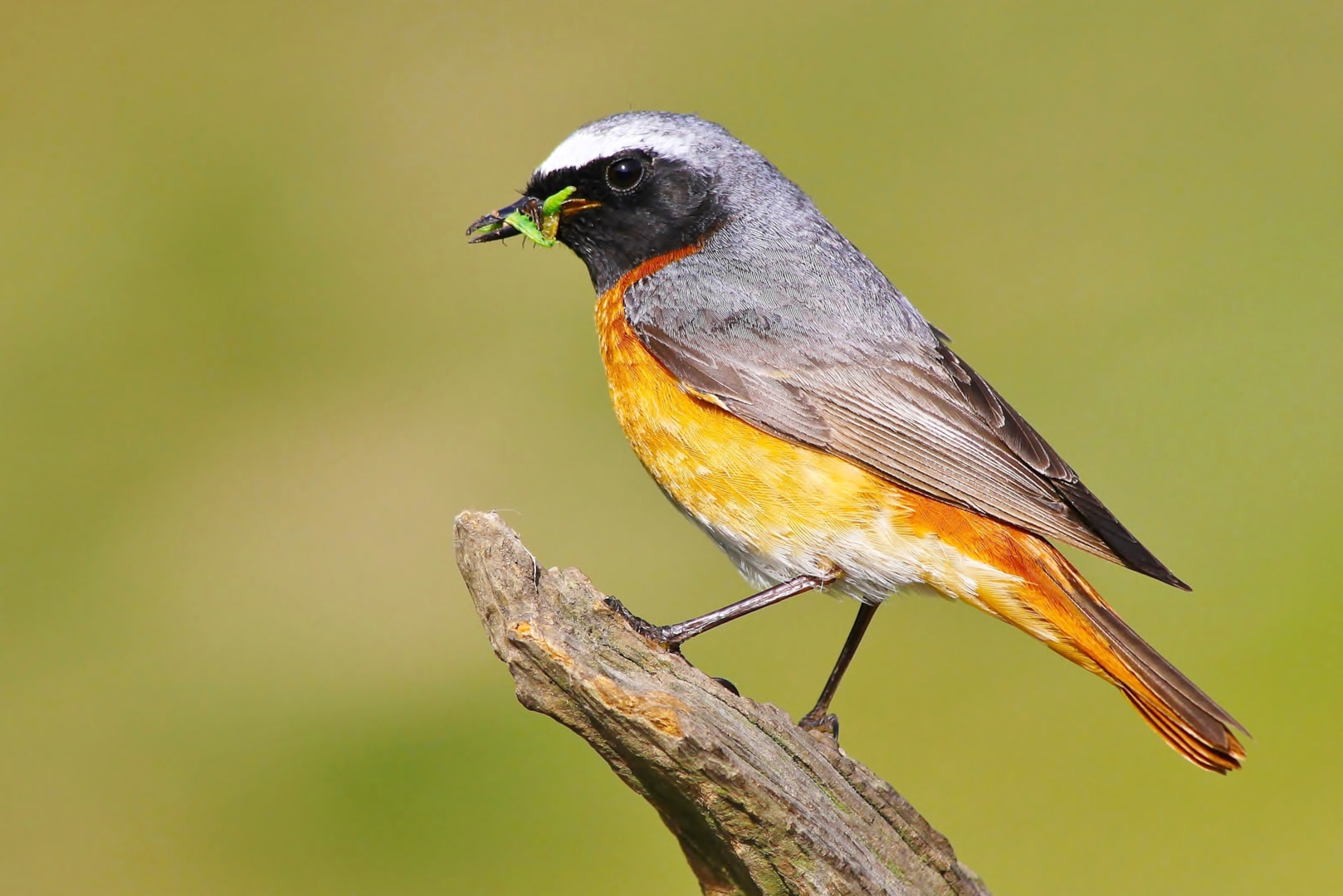 Common Redstart by Clive Daelman - BirdGuides