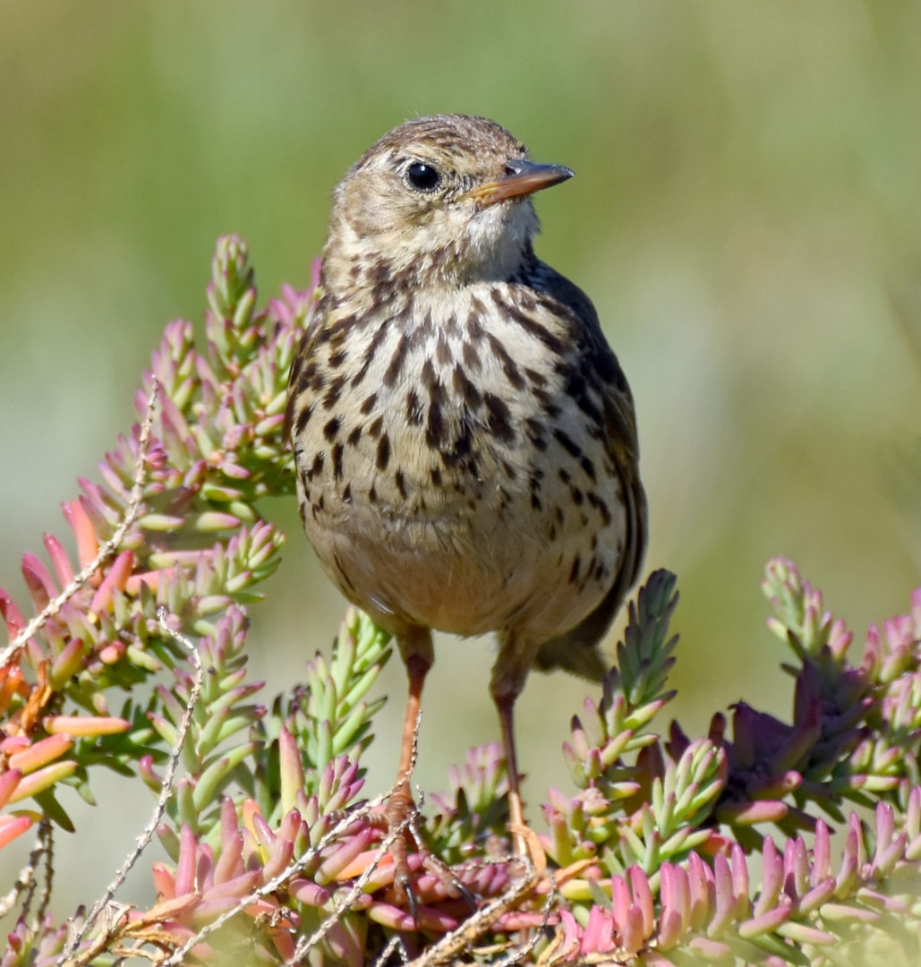 Meadow Pipit by Carl Bovis - BirdGuides