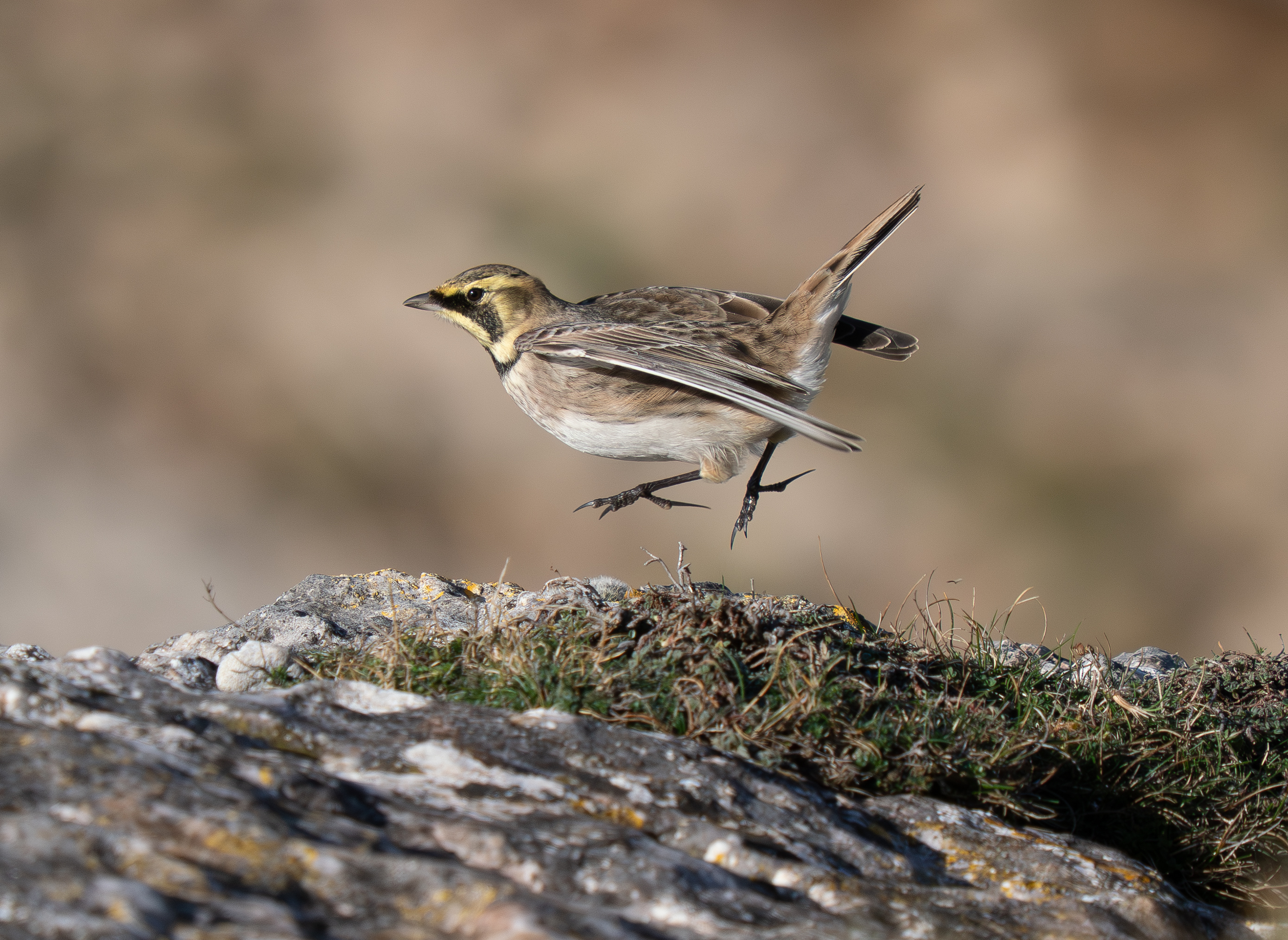 Shore Lark by Mike Pollard - BirdGuides