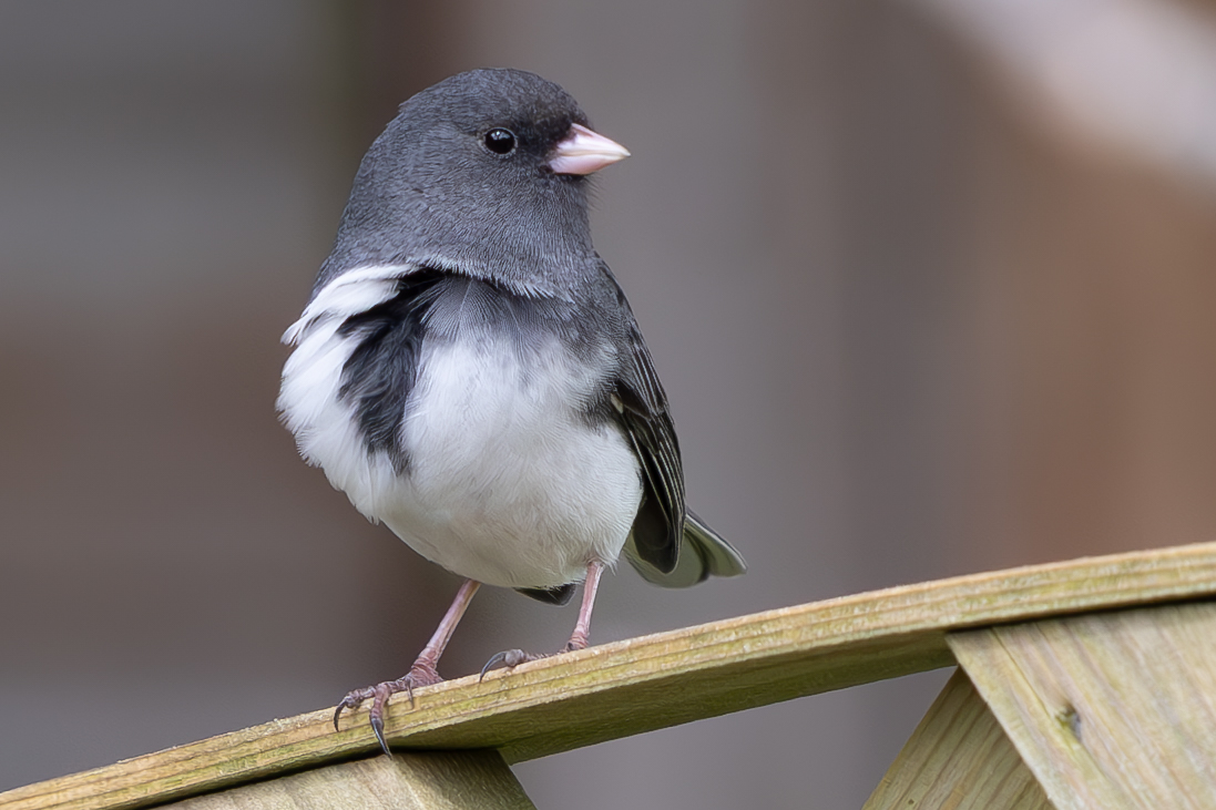 Dark-eyed Junco by David Carr - BirdGuides