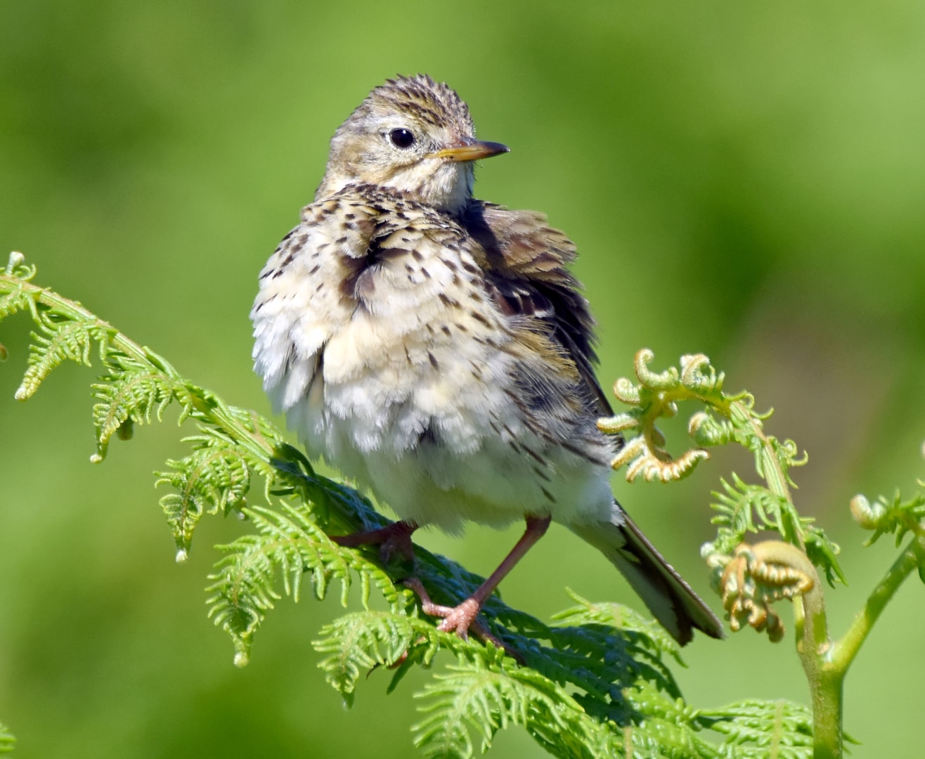 Meadow Pipit by Carl Bovis - BirdGuides
