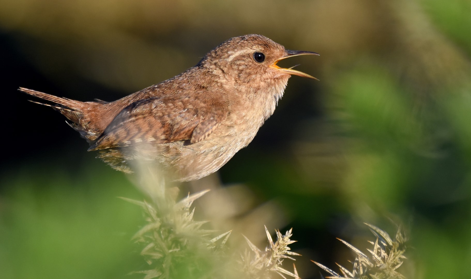 Eurasian Wren by Carl Bovis - BirdGuides