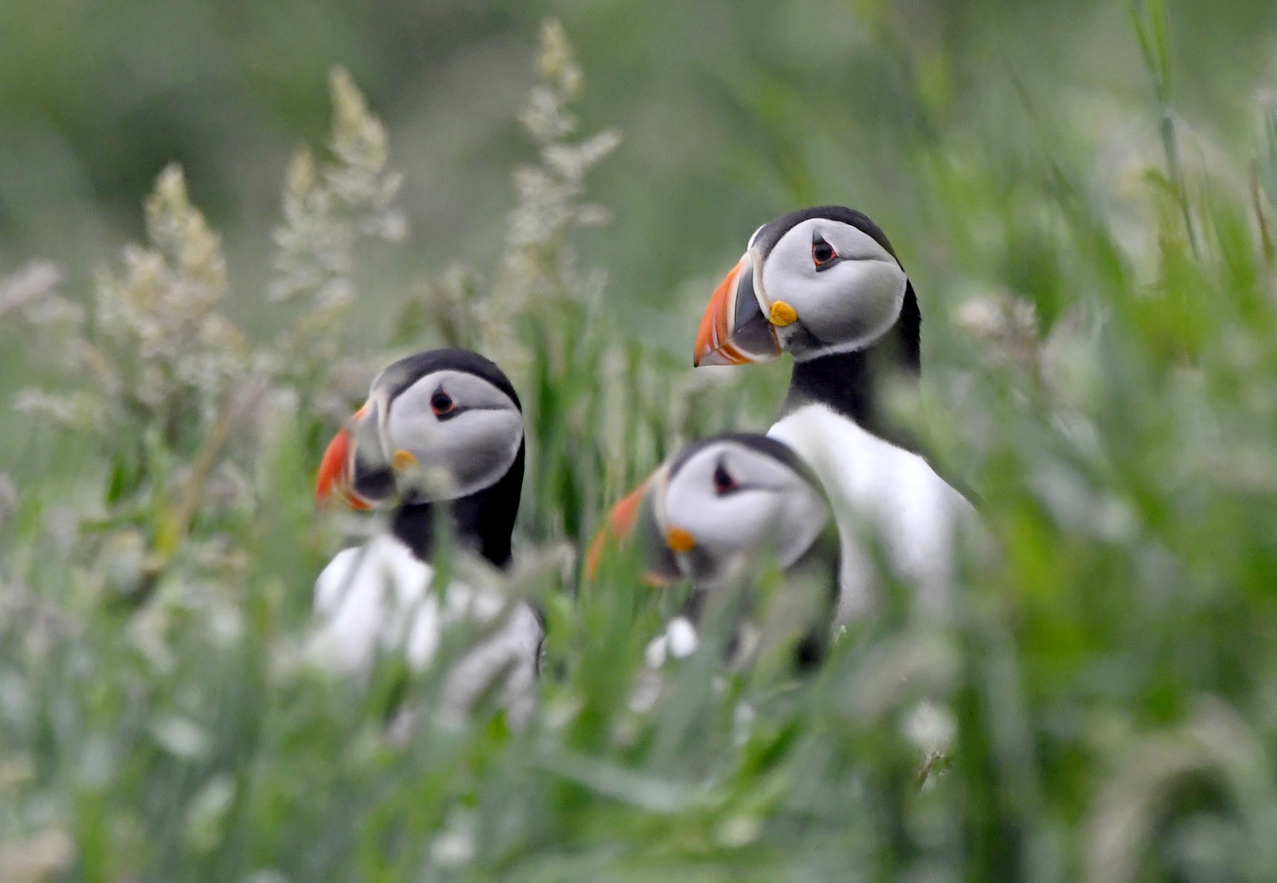 Record Puffin count made on Skomer - BirdGuides