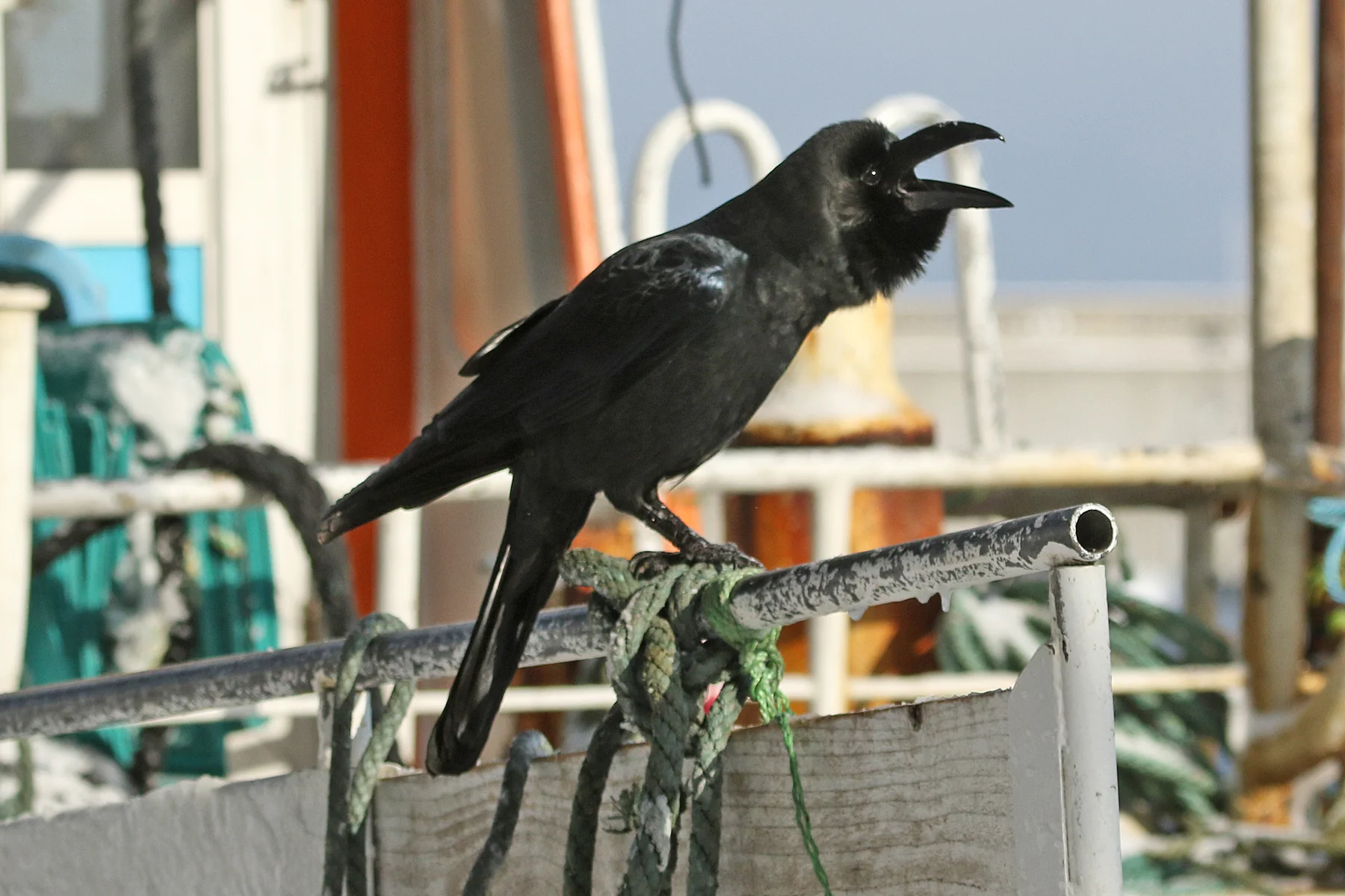Details : Eastern Jungle Crow - BirdGuides