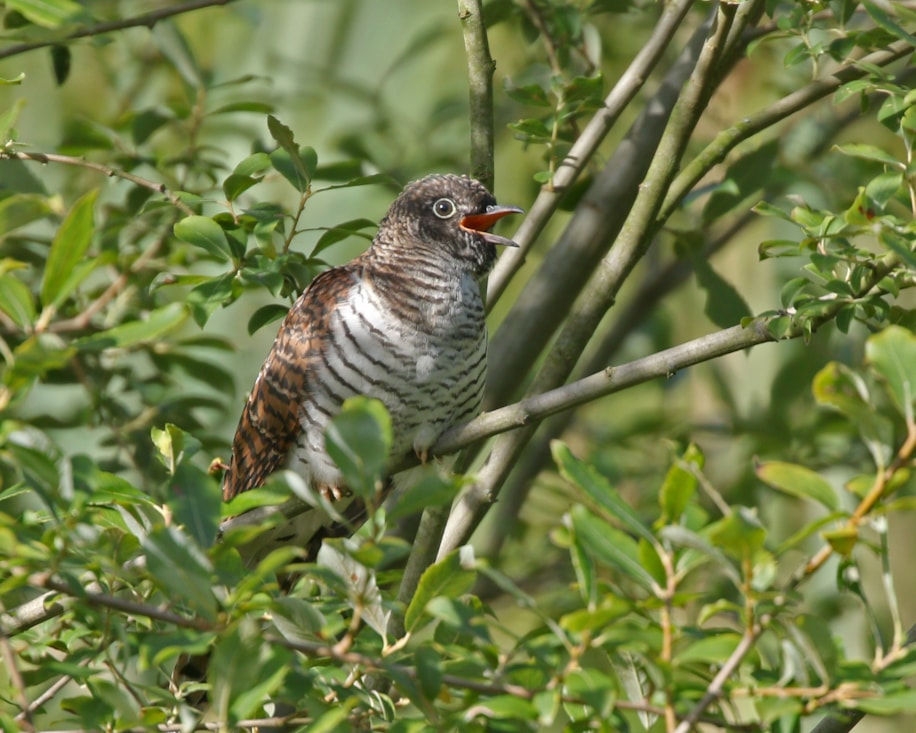 Common Cuckoo by Mark Coates - BirdGuides