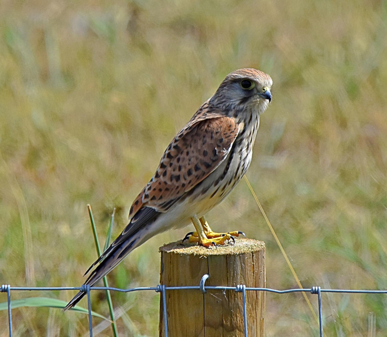 Common Kestrel by Dave Ward - BirdGuides