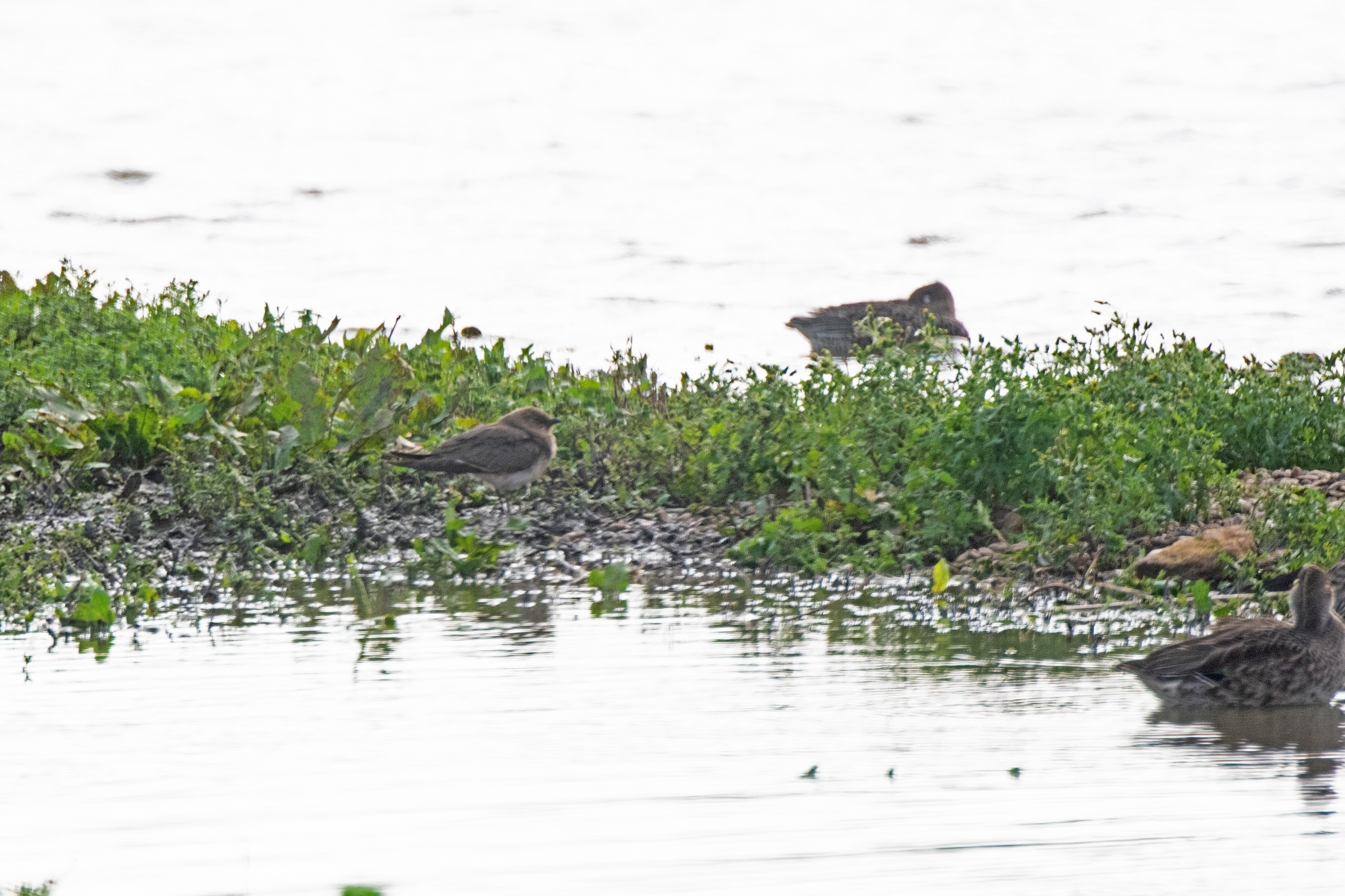 Collared Pratincole by Keith Roylance - BirdGuides