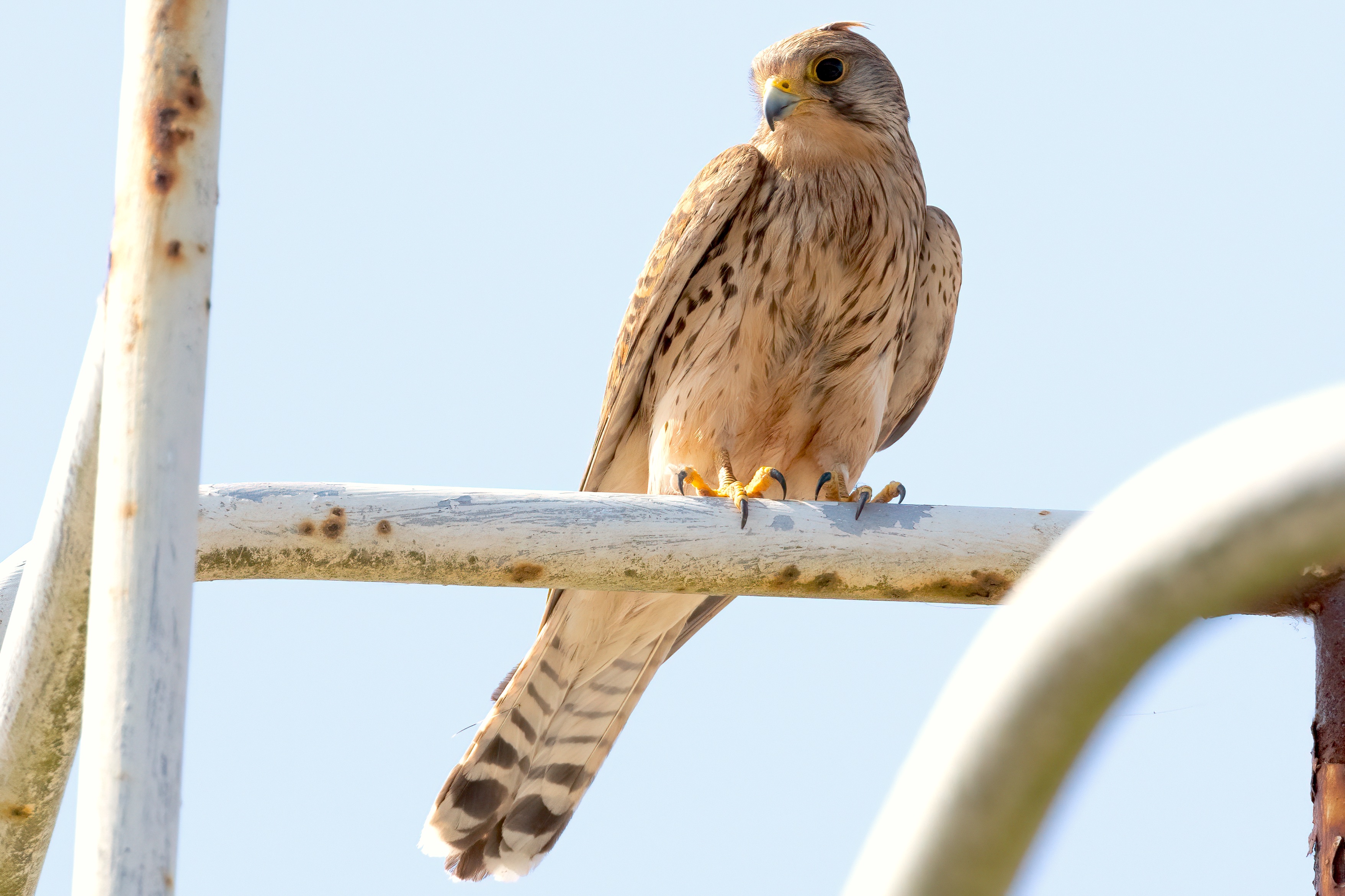 Common Kestrel by Peter Miles - BirdGuides