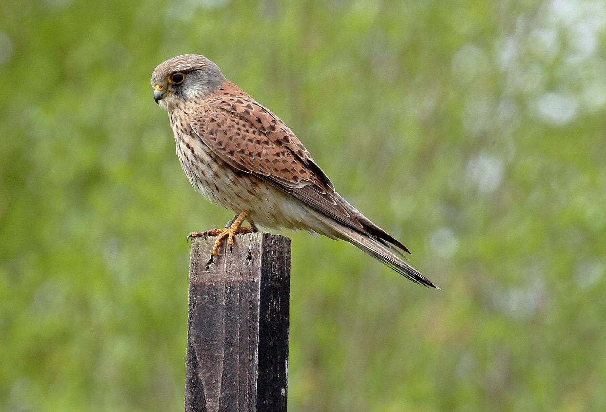 Common Kestrel by PETER MILES - BirdGuides