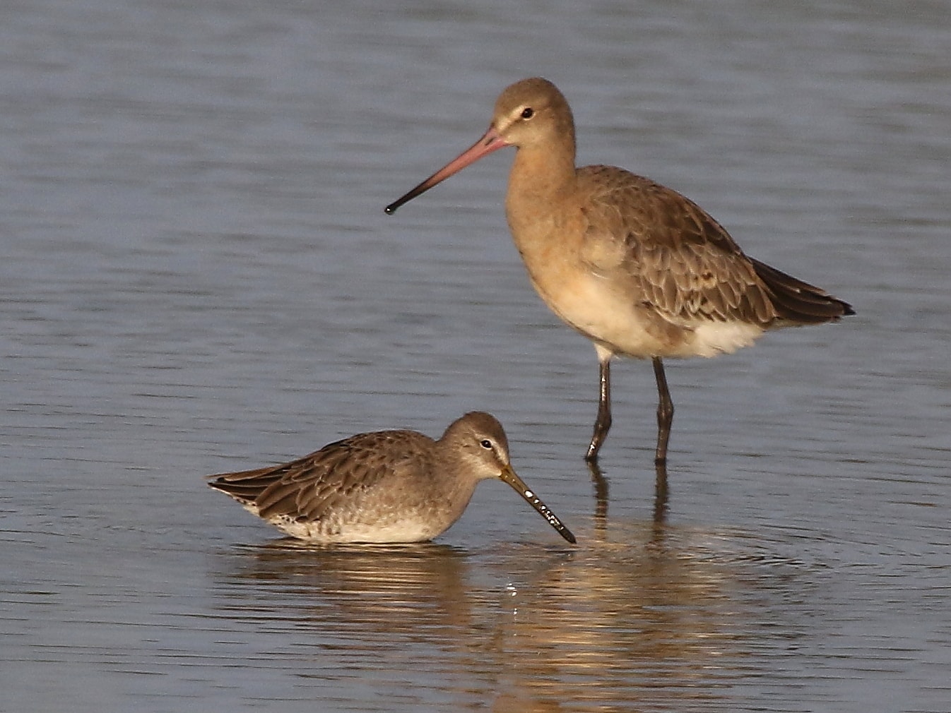 Long-billed Dowitcher by Mike Hook - BirdGuides
