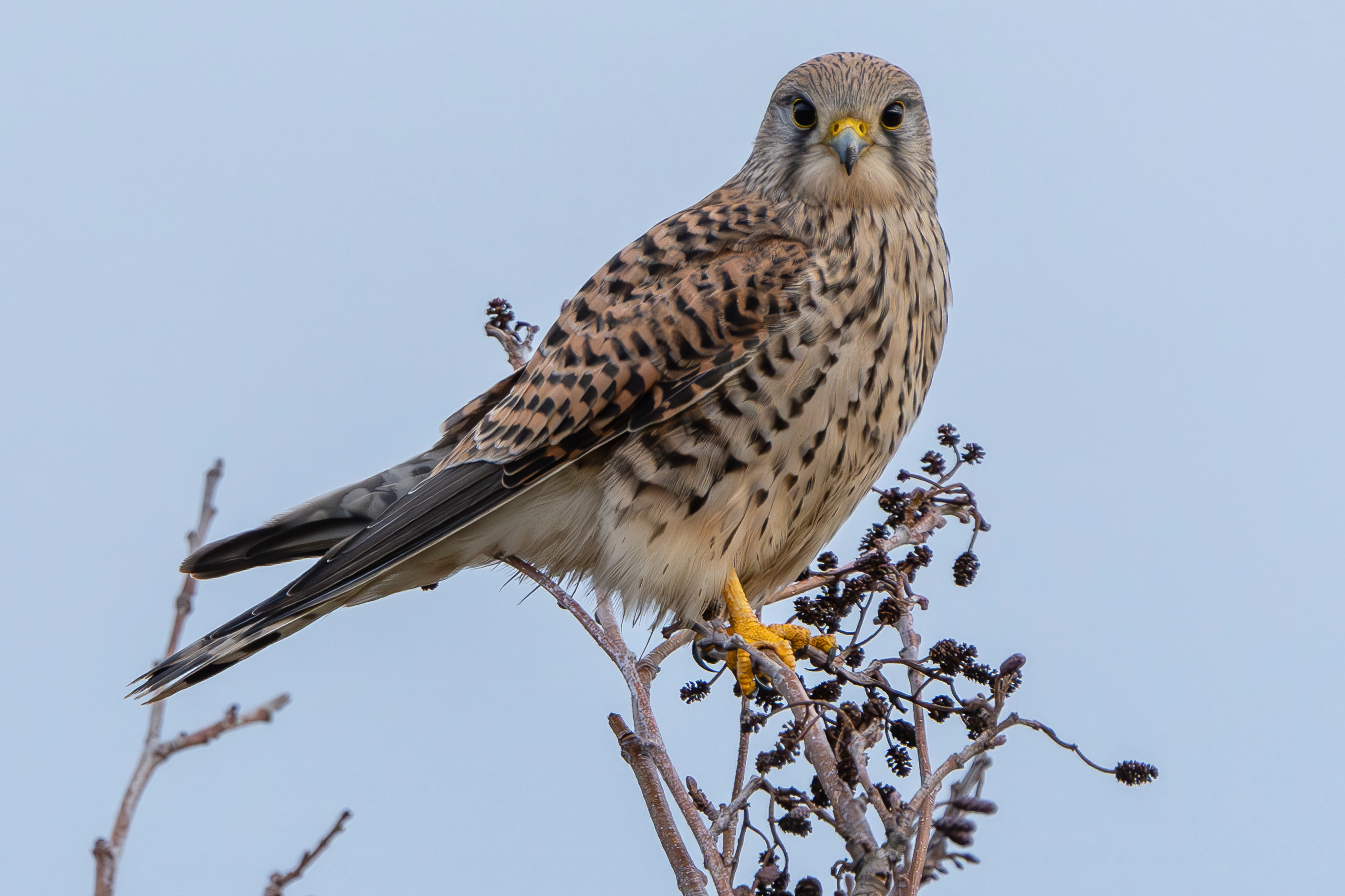 Musselburgh Lagoons Birdwatching Site - BirdGuides