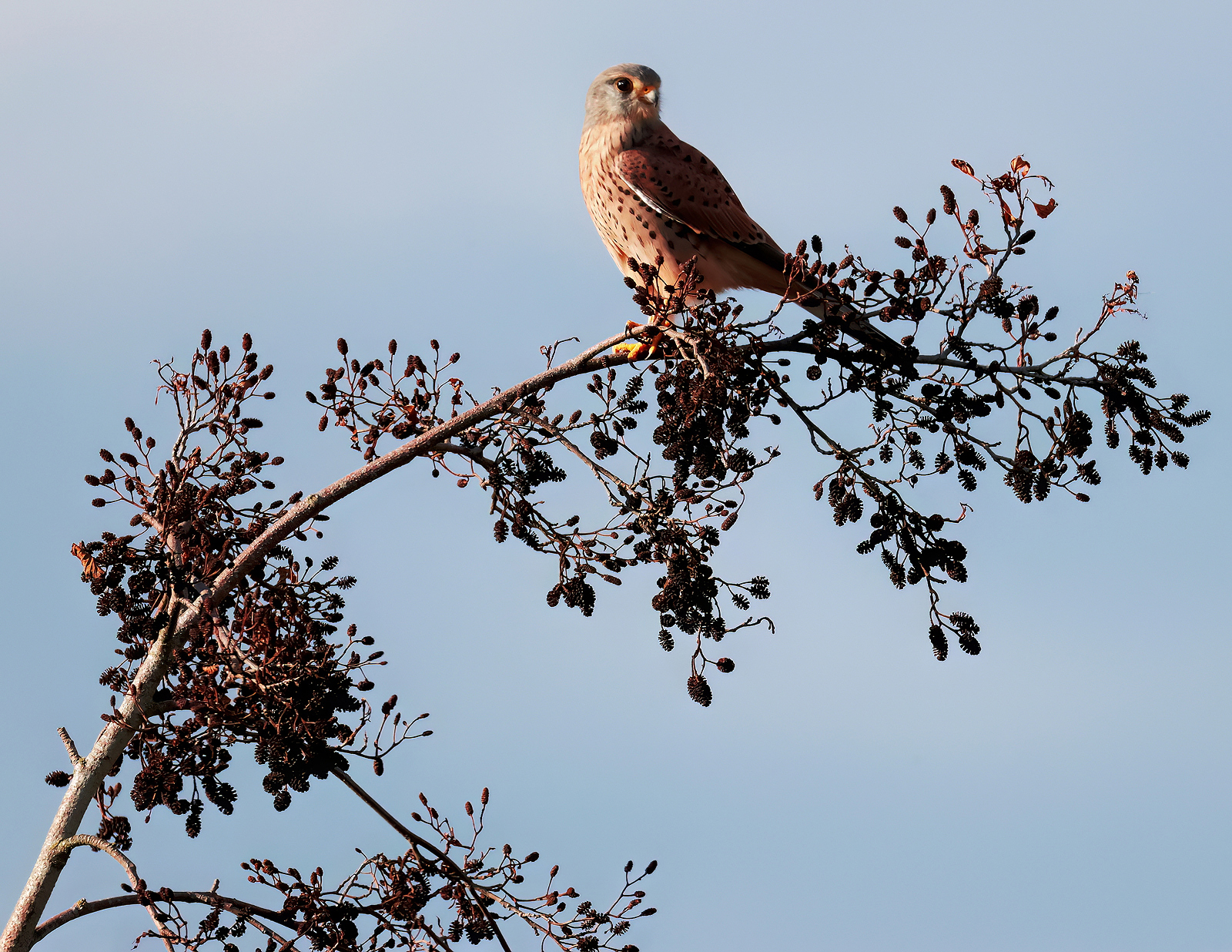 Birdwatching Sites in Nottinghamshire - BirdGuides