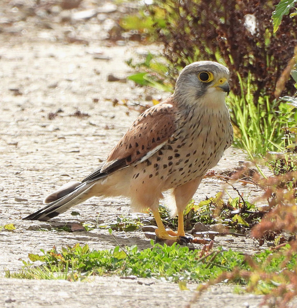 Common Kestrel by Dave Ward - BirdGuides