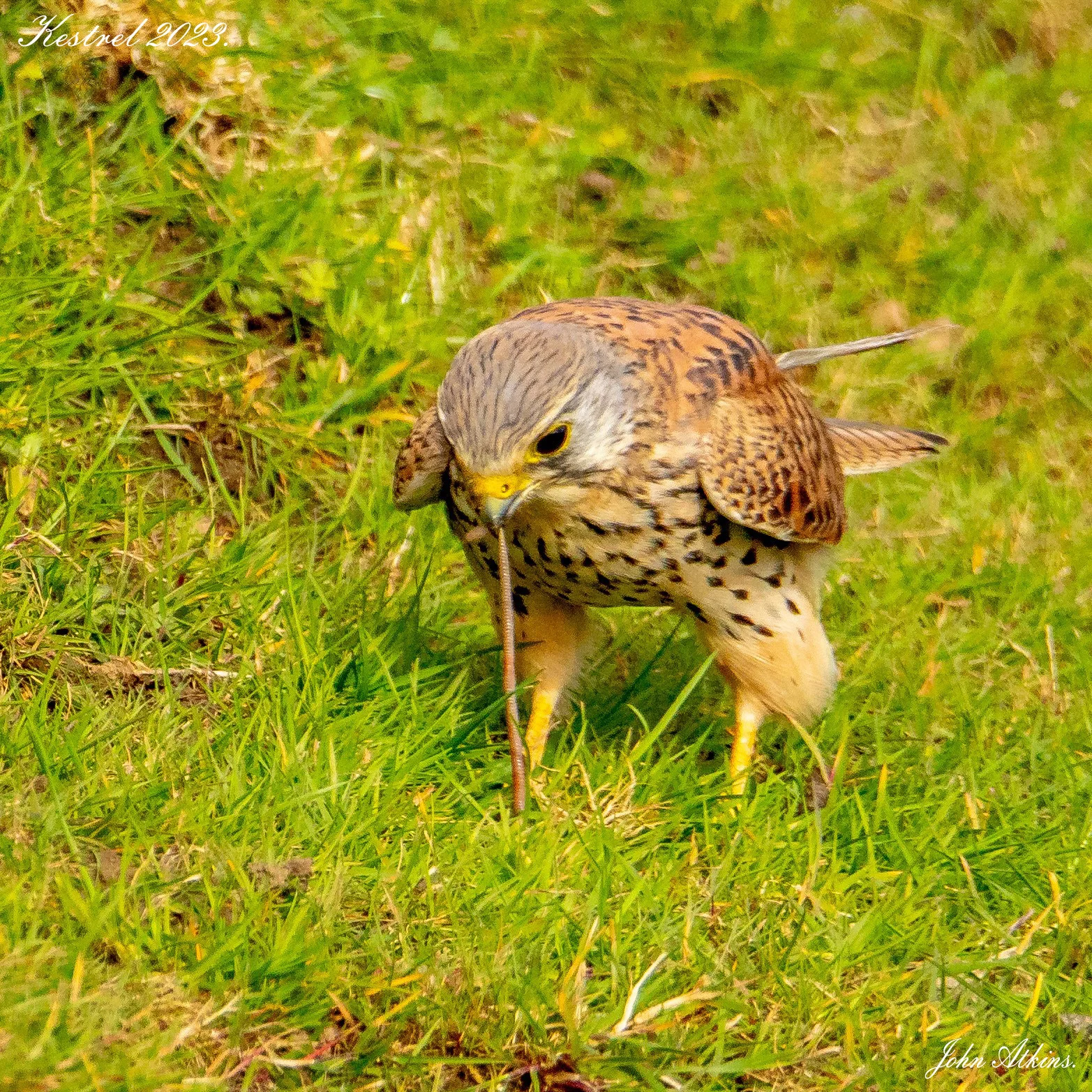 Details : Common Kestrel - BirdGuides