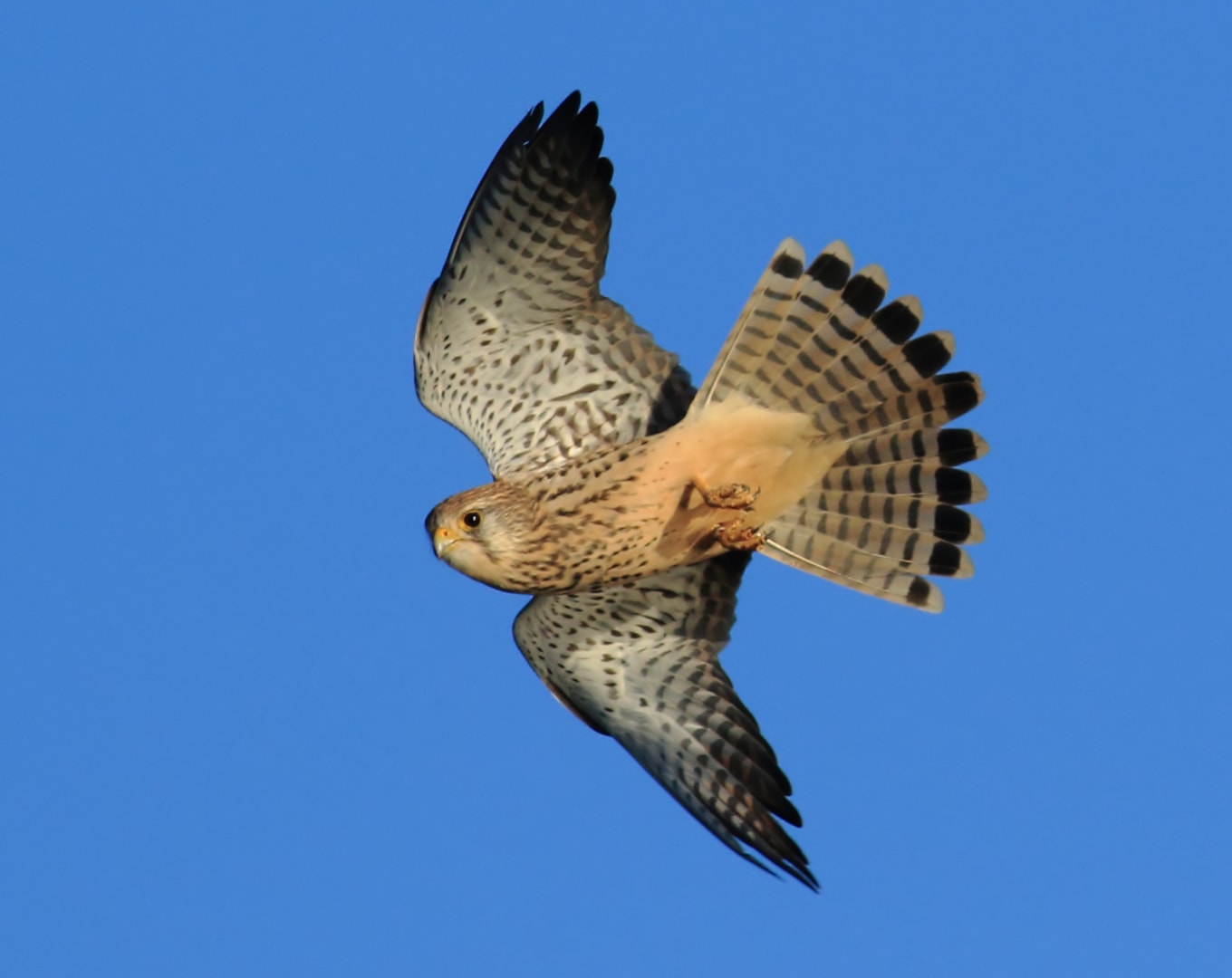 Common Kestrel by Jim P - BirdGuides