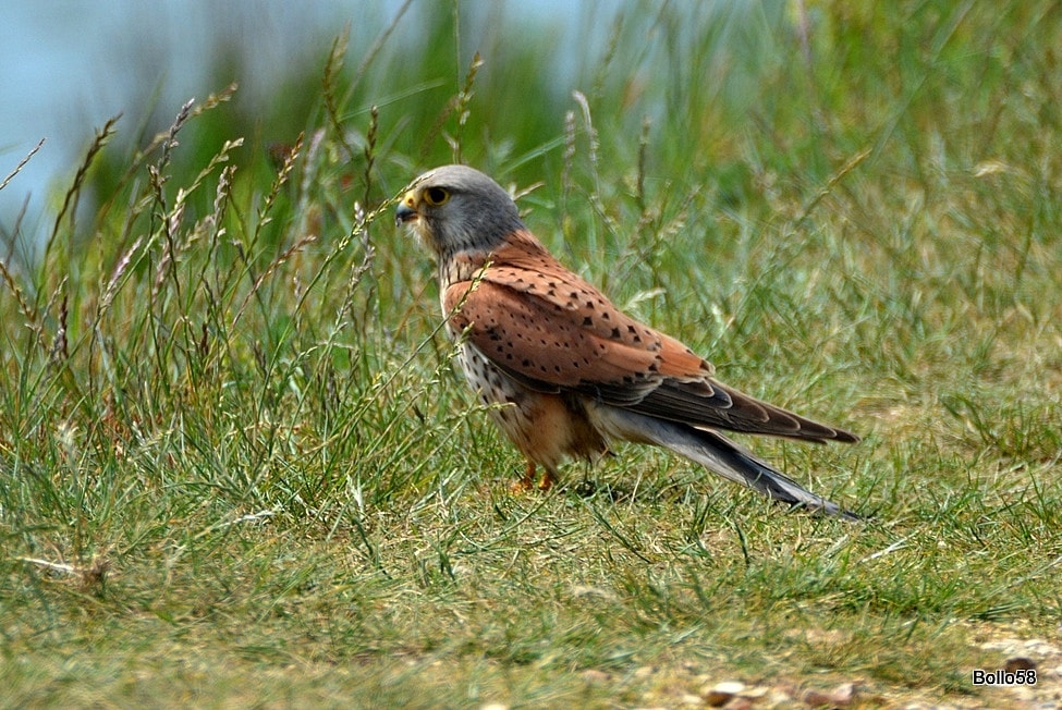 Common Kestrel by Chris Bollen - BirdGuides