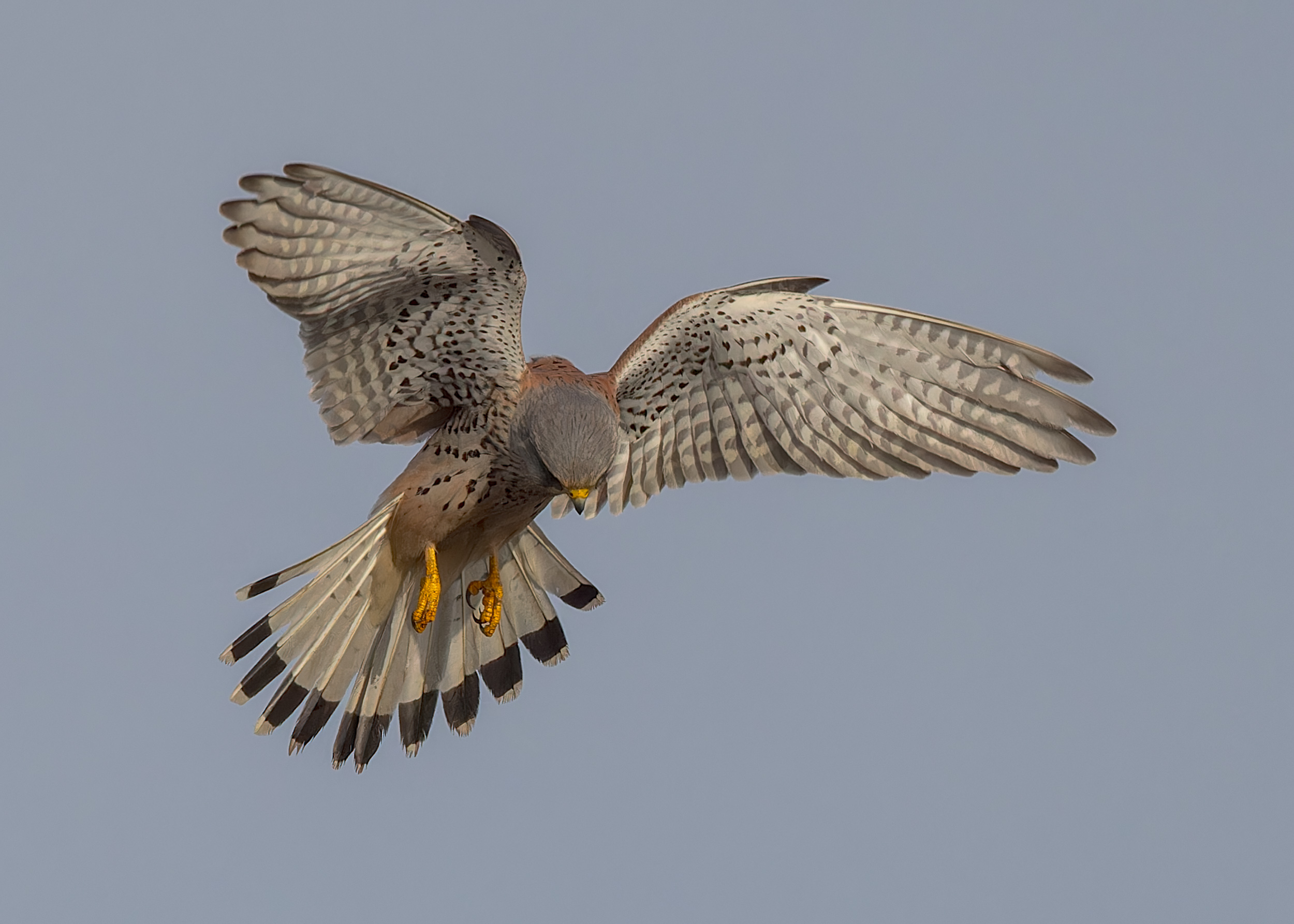 Common Kestrel by David Camp - BirdGuides