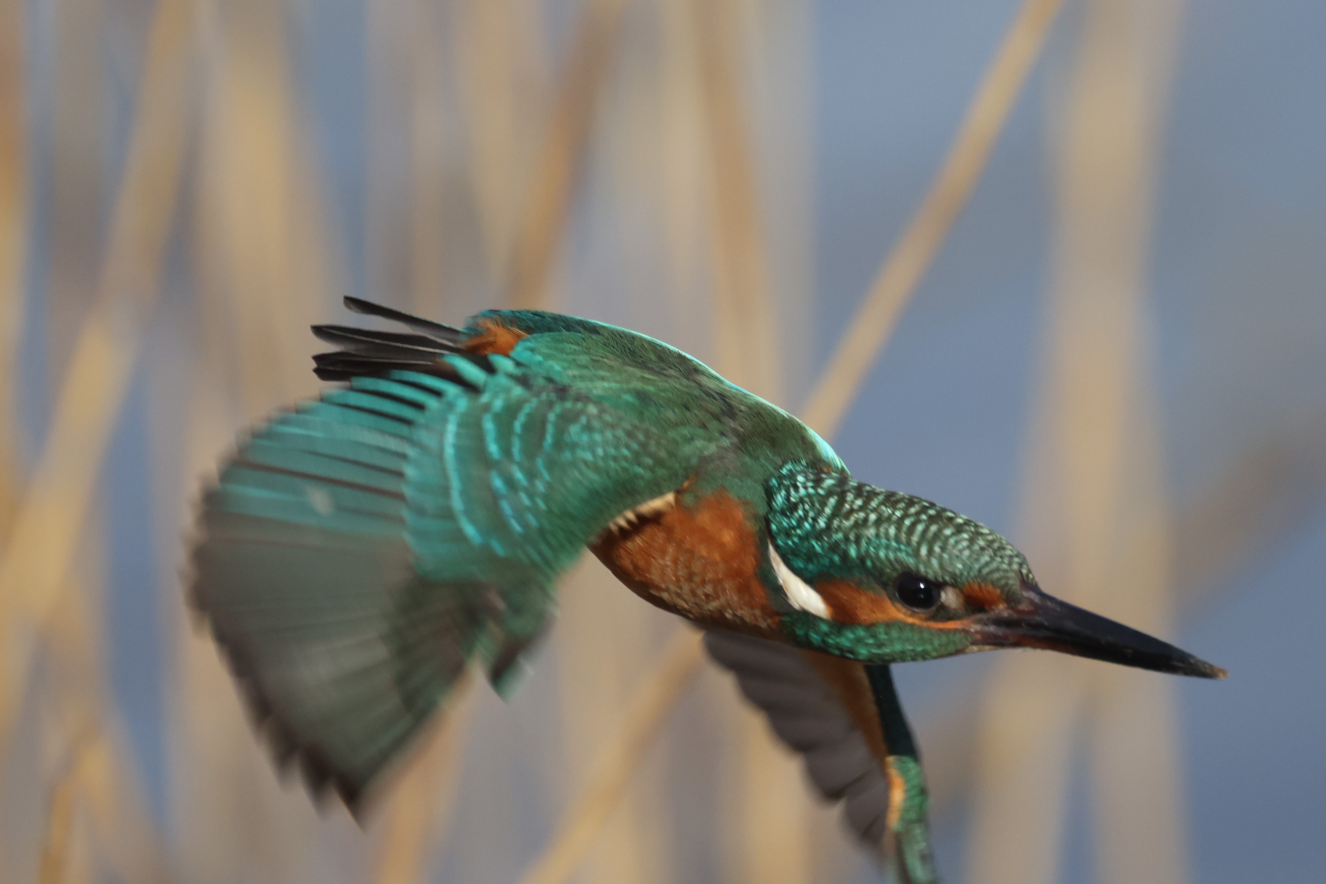 Common Kingfisher by Steve Nicklin - BirdGuides