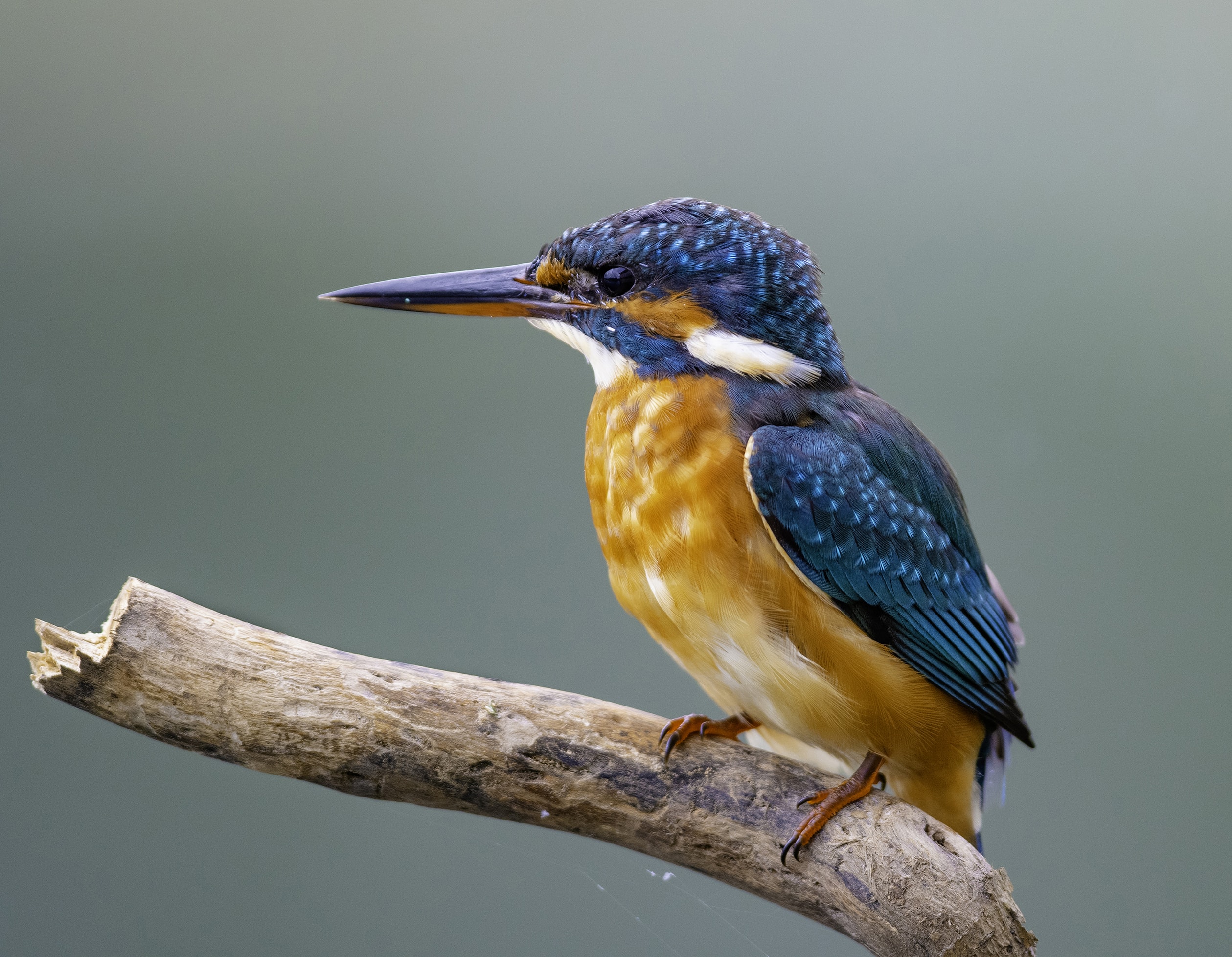 Common Kingfisher By Geoff Dicker BirdGuides Common Kingfisher By Geoff Dicker BirdGuides
