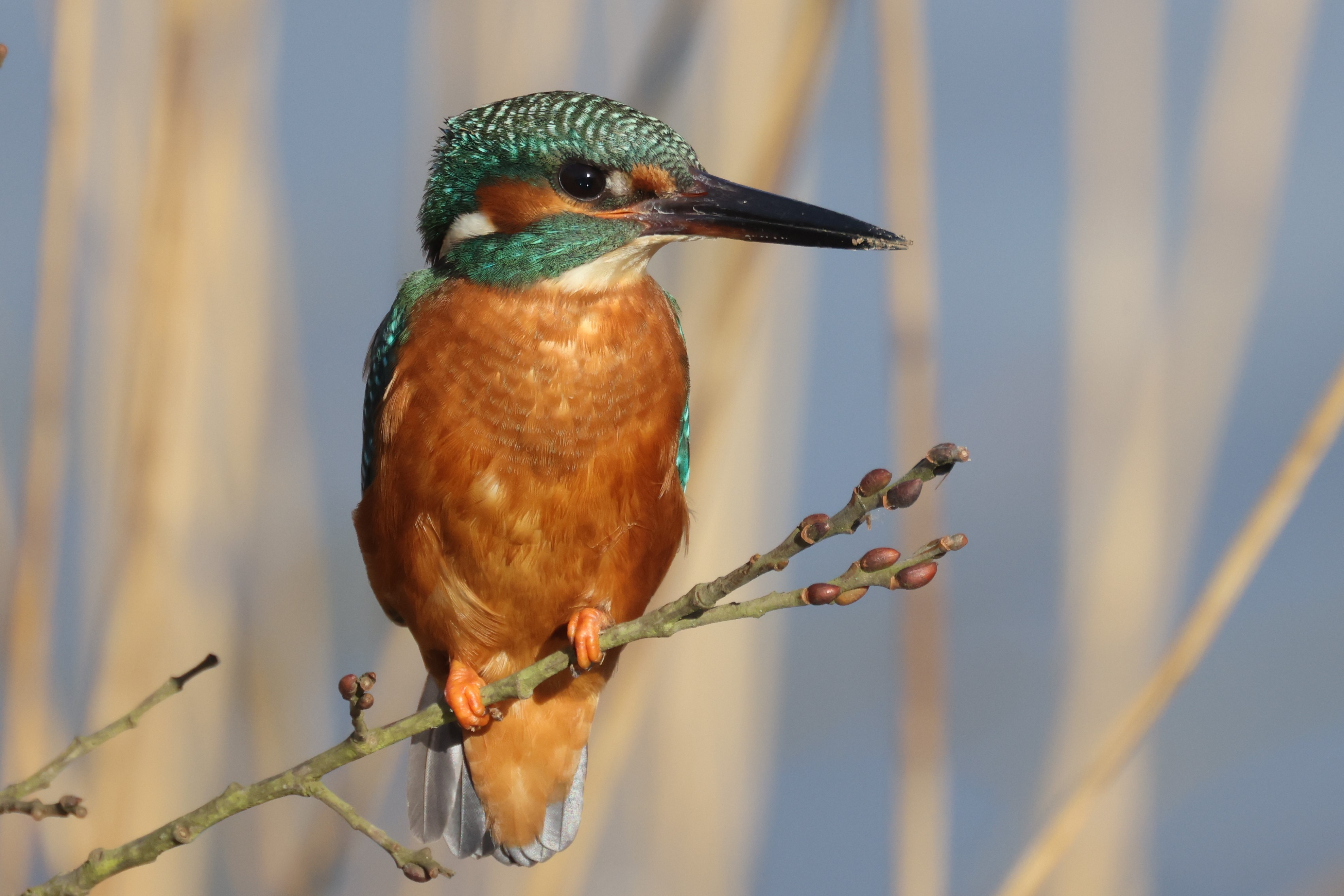 Common Kingfisher by Steve Nicklin - BirdGuides