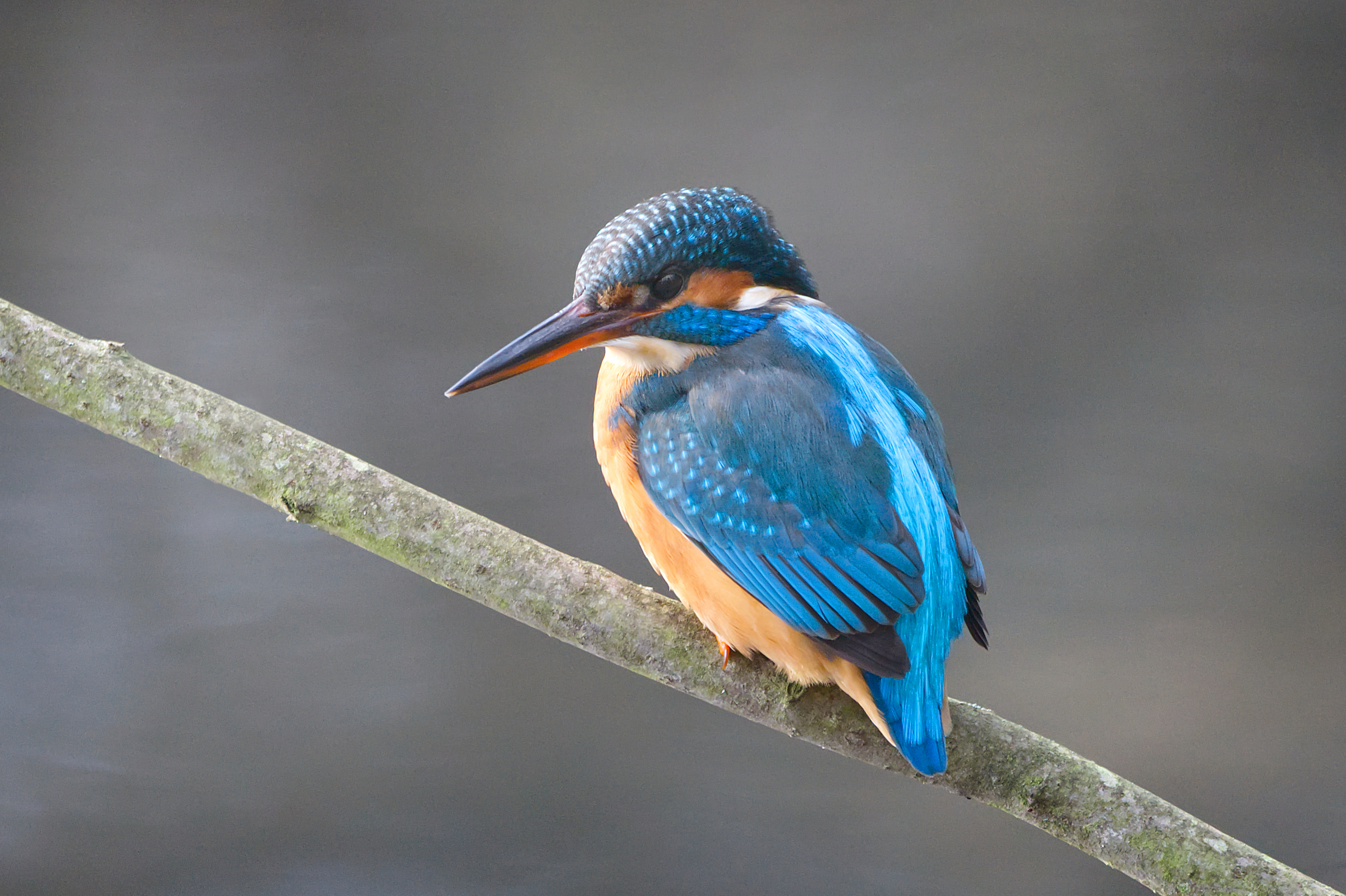 Alex Rosenfield: catching the bug - BirdGuides