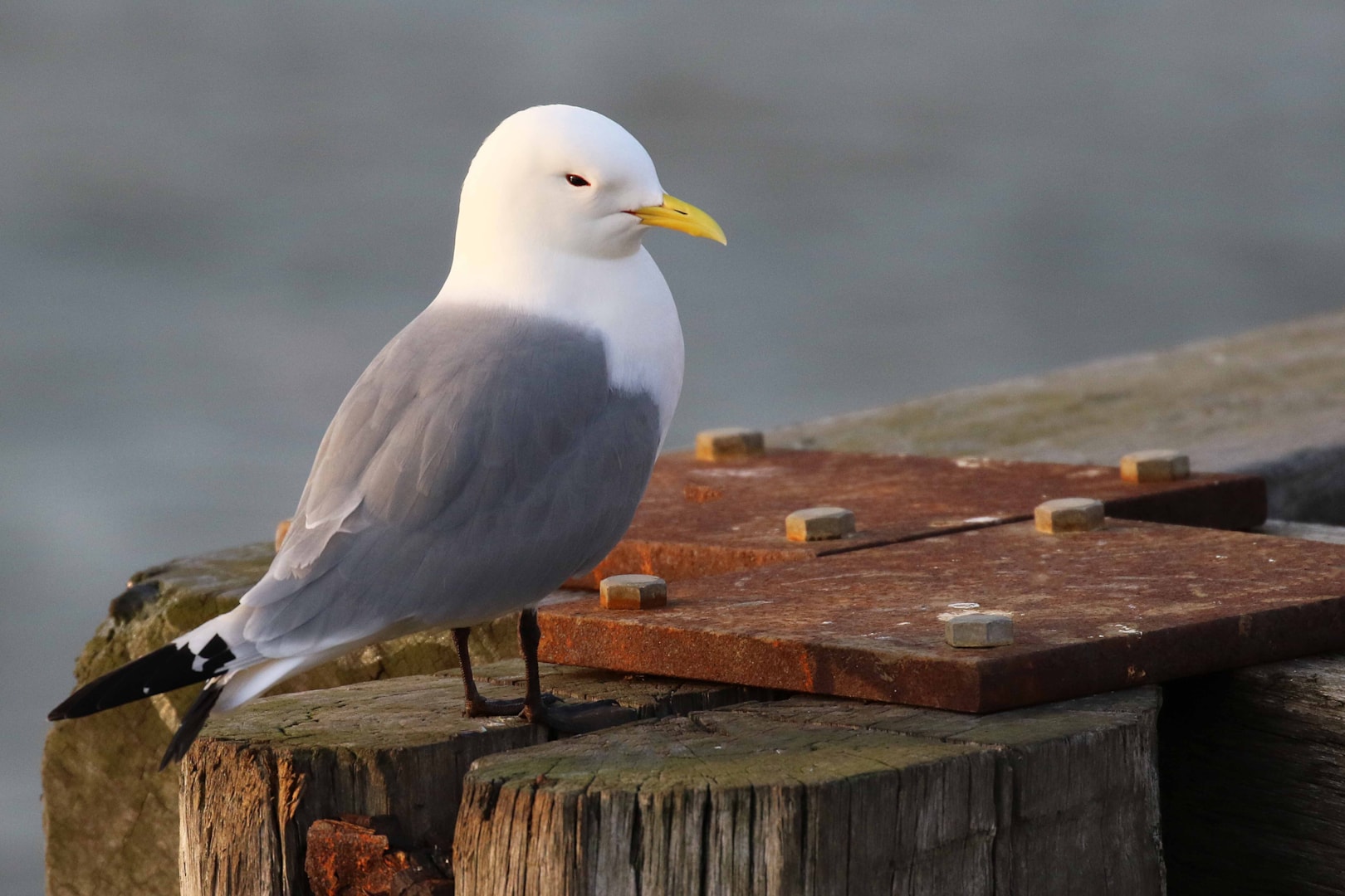 Kittiwake by Christopher Bell - BirdGuides