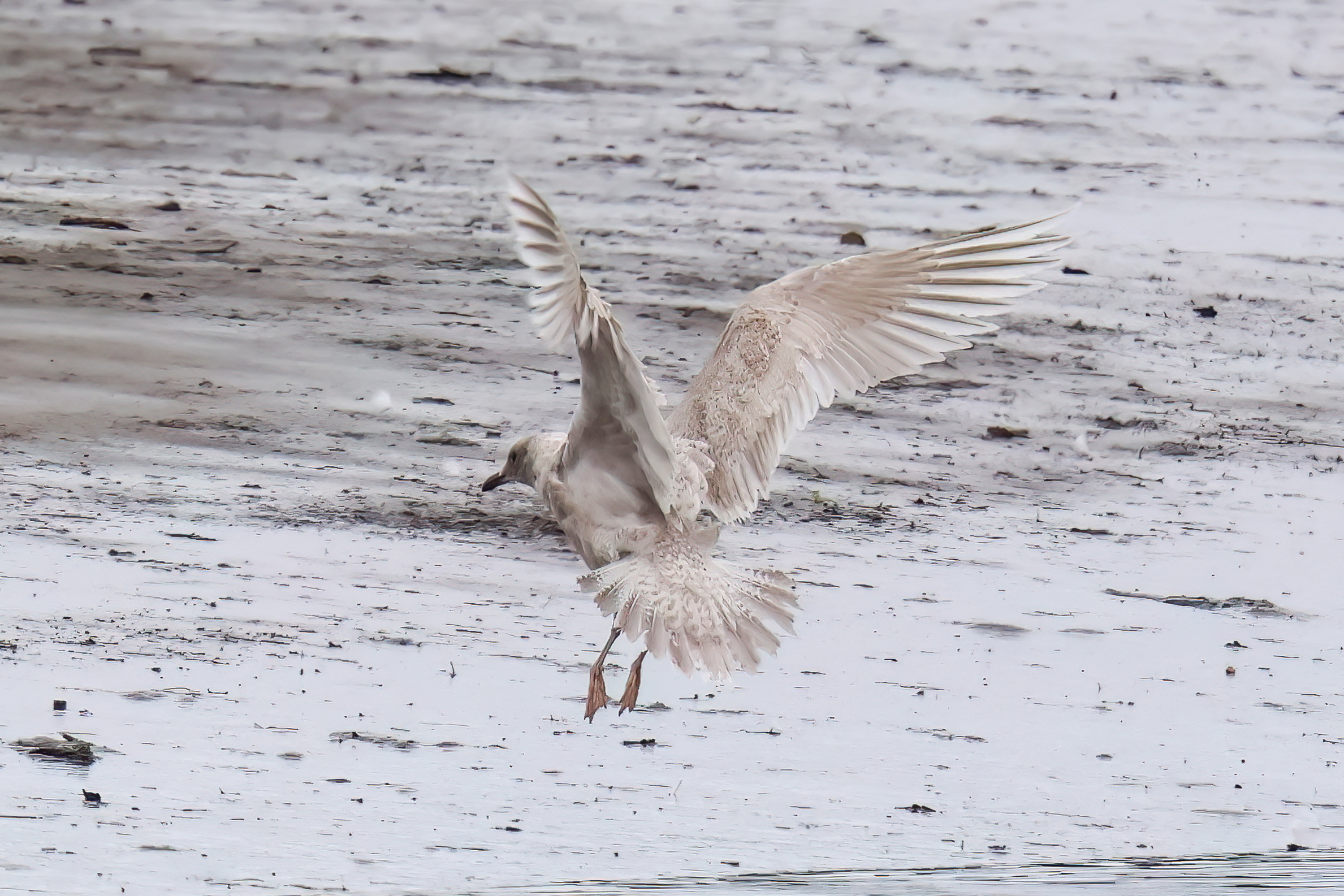 Kumlien's Gull by Lee Gregory - BirdGuides