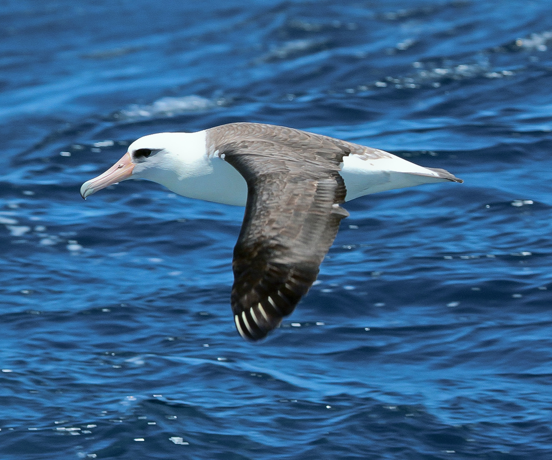 Details : Laysan Albatross - BirdGuides