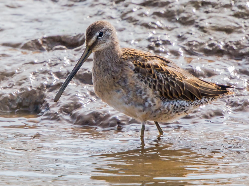 Long-billed Dowitcher by Peter Garrity - BirdGuides