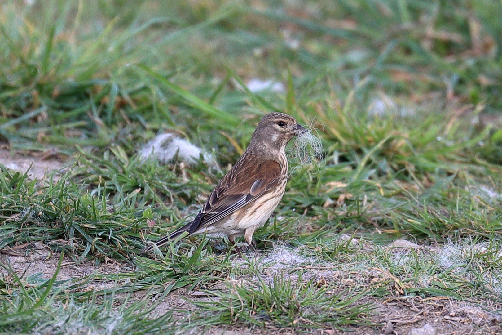 Common Linnet by PETER MILES - BirdGuides