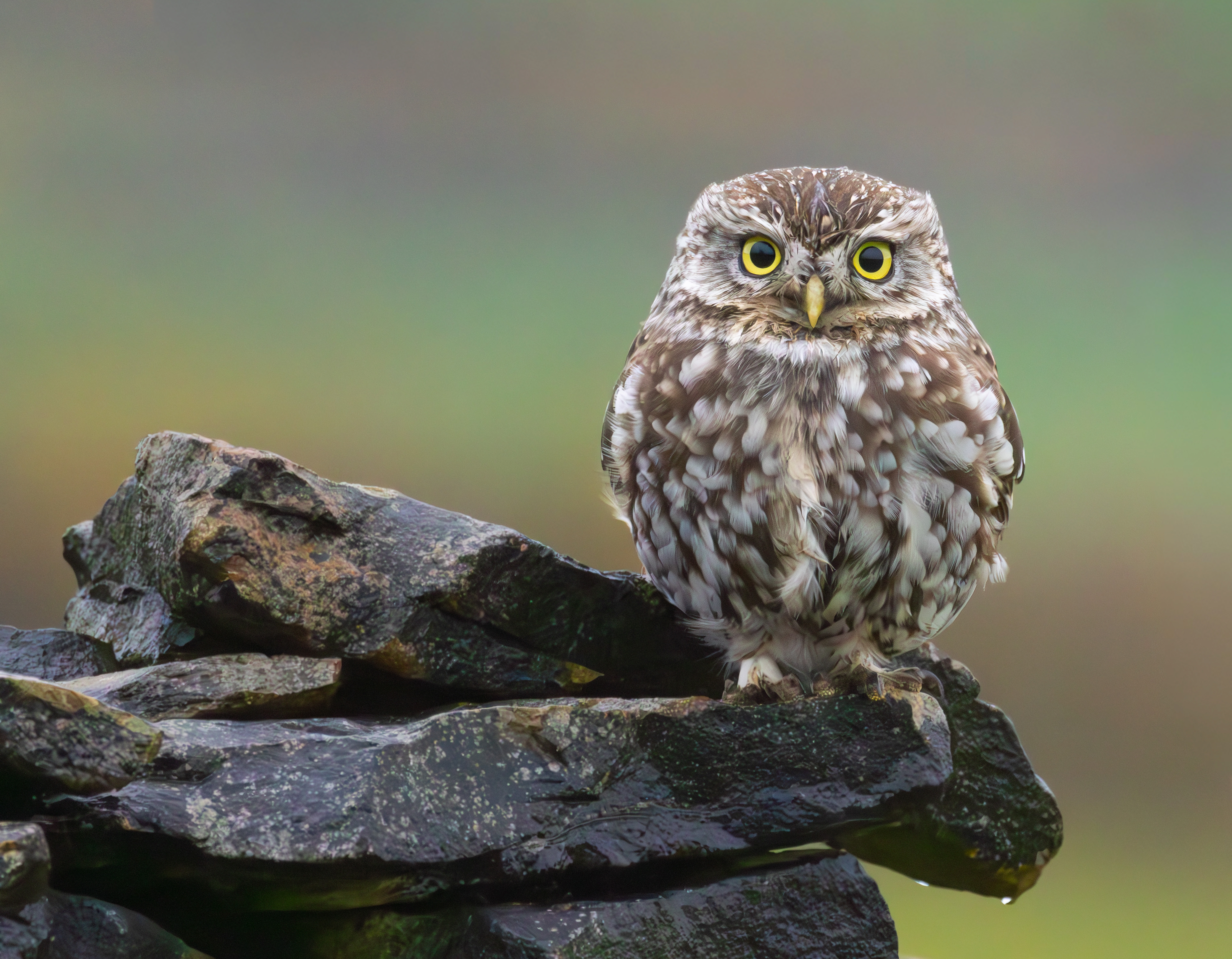 Little Owl by Peter Garrity - BirdGuides