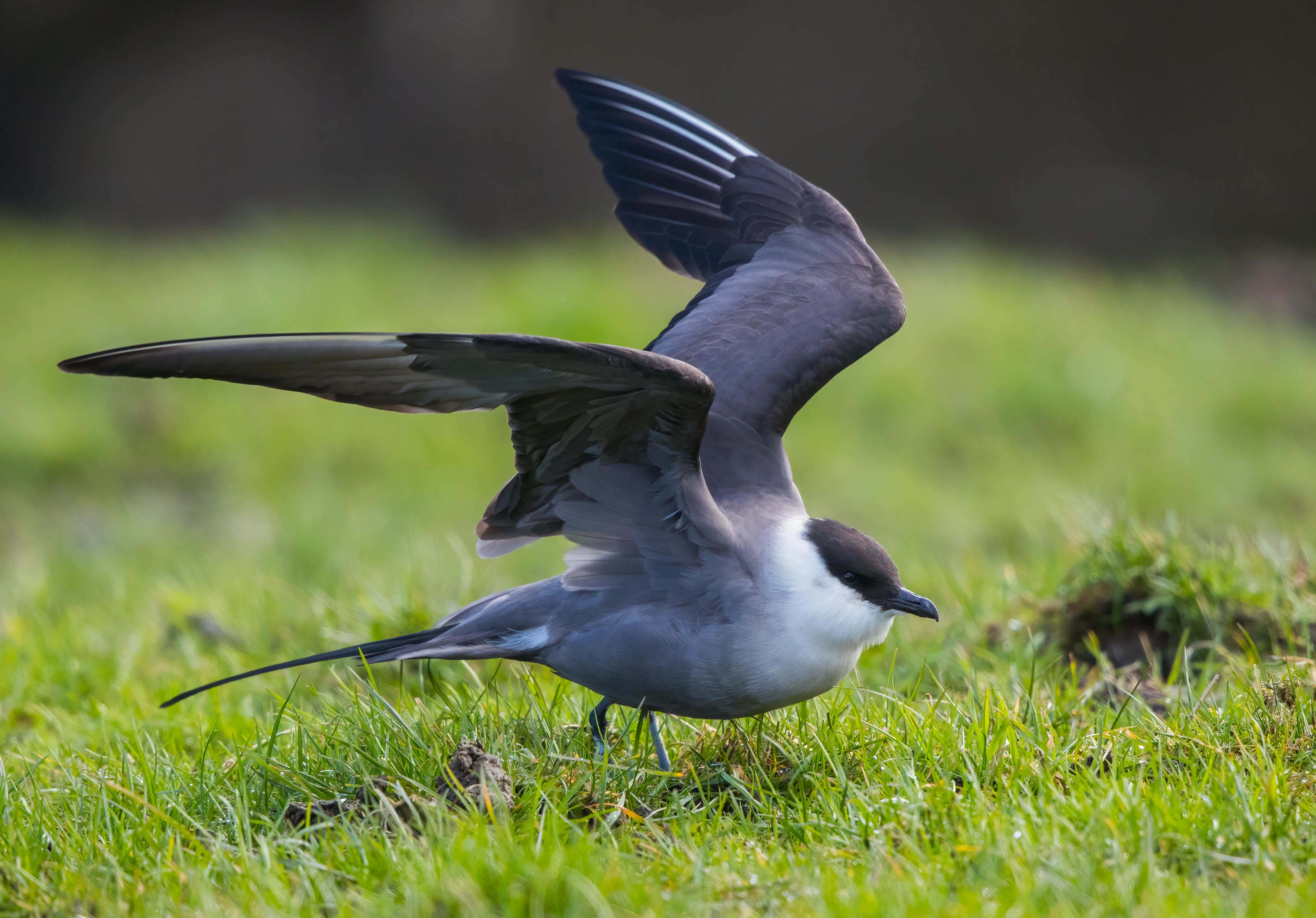 Long-tailed Skua by Peter Garrity - BirdGuides