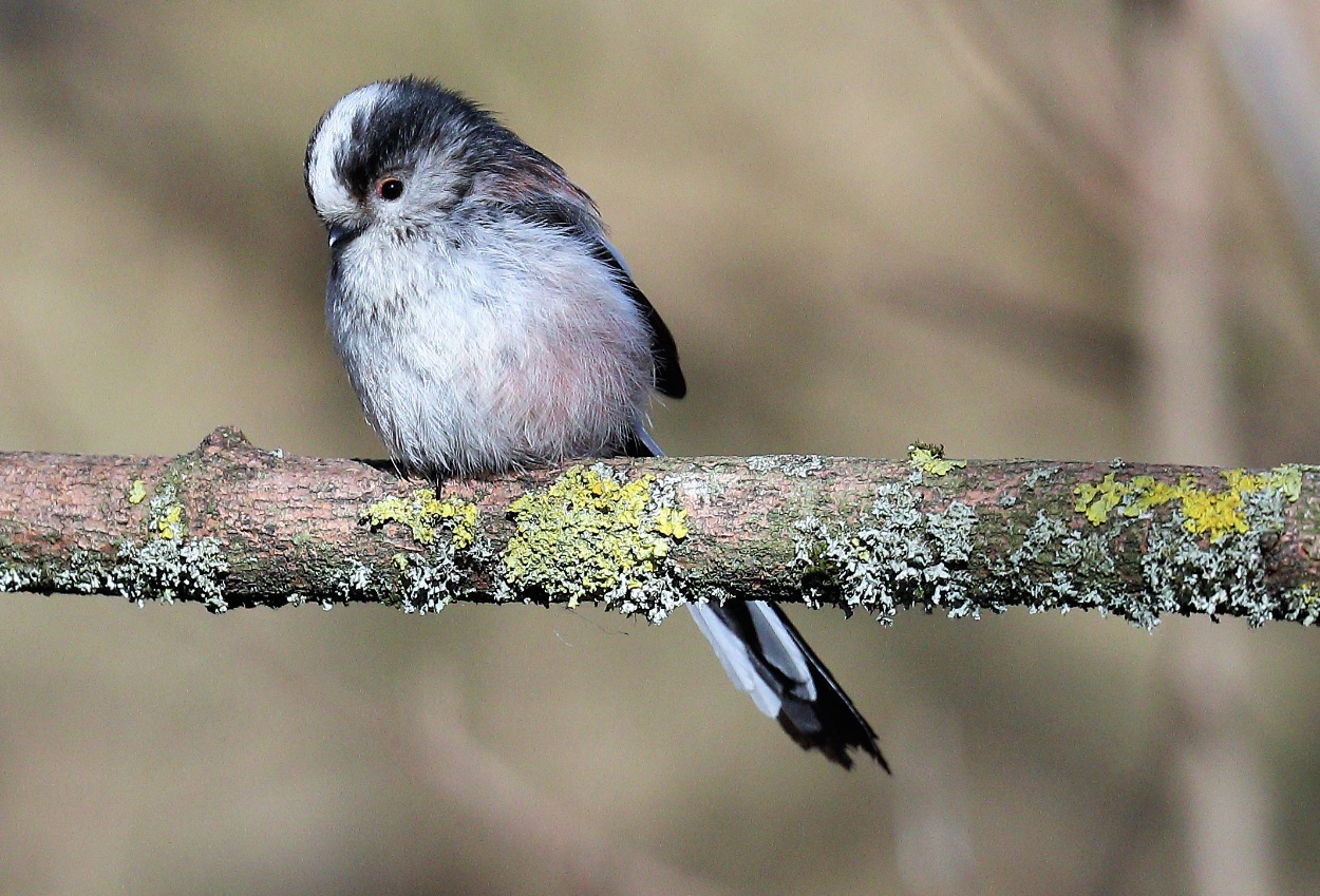 Long-tailed Tit by PETER MILES - BirdGuides
