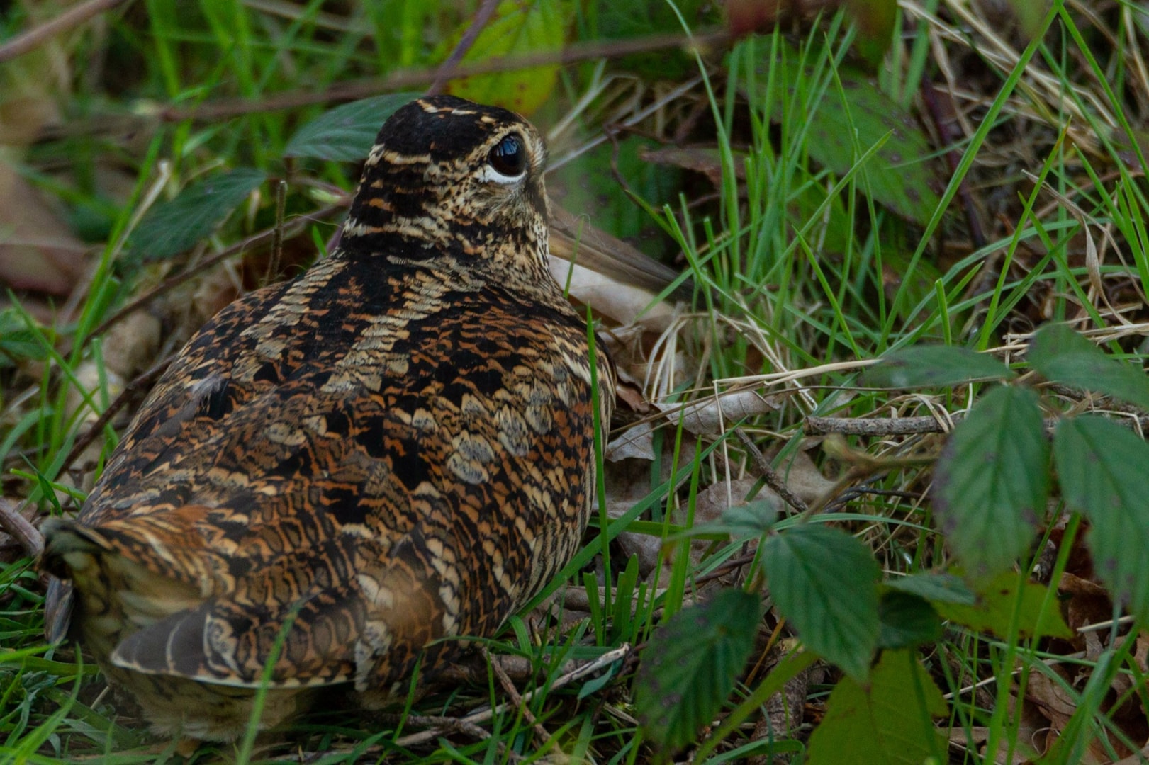 Eurasian Woodcock by Christopher Blakey - BirdGuides