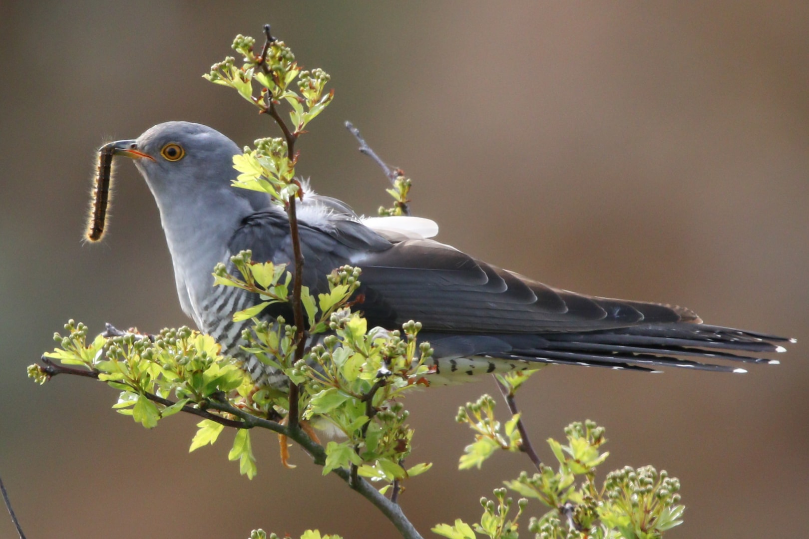 Common Cuckoo by Paul Ash - BirdGuides