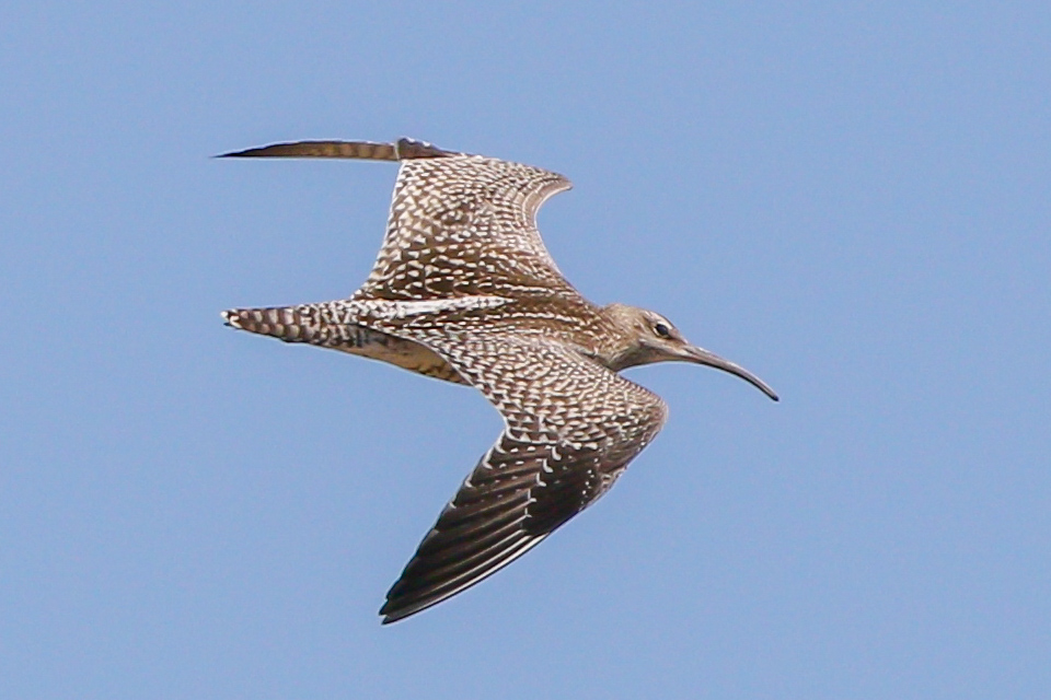 Gannel Estuary Birdwatching Site - BirdGuides