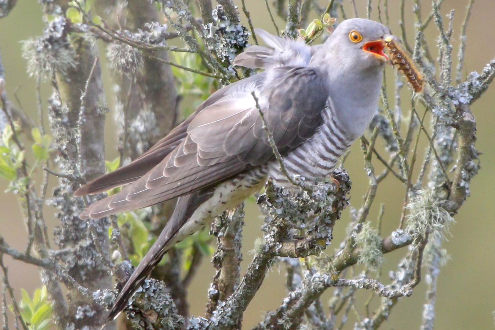 Common Cuckoo by Paul Ash - BirdGuides