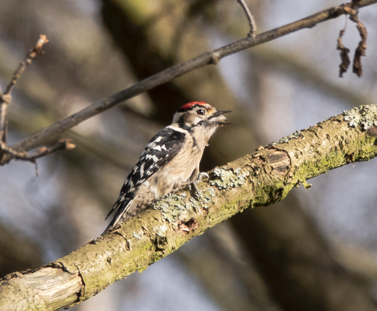 Lesser Spotted Woodpecker by Andy Hall - BirdGuides