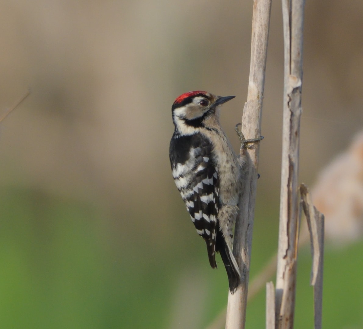 Lesser Spotted Woodpecker by John Gilbody - BirdGuides