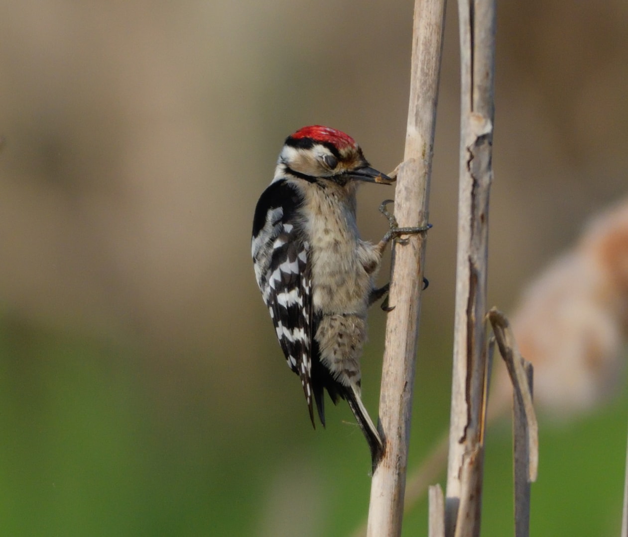 Lesser Spotted Woodpecker by John Gilbody - BirdGuides