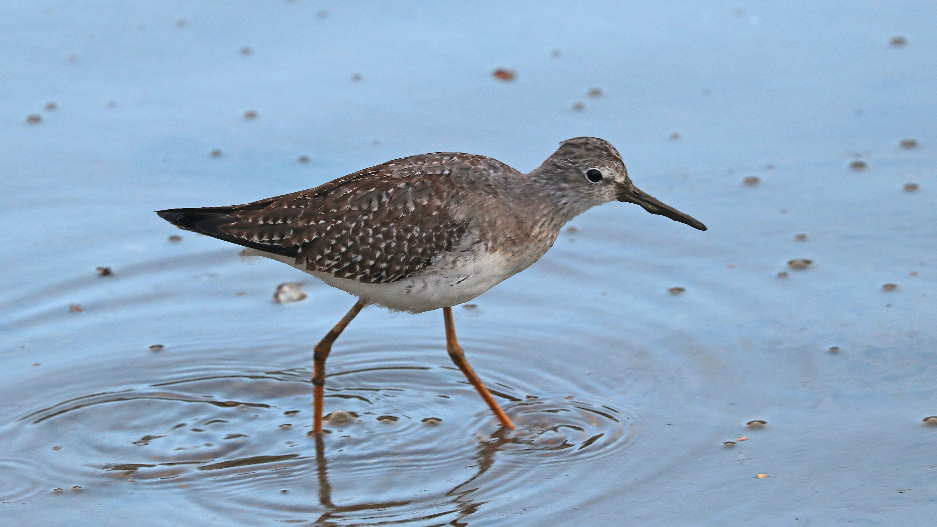 Lesser Yellowlegs by Rik Addison - BirdGuides