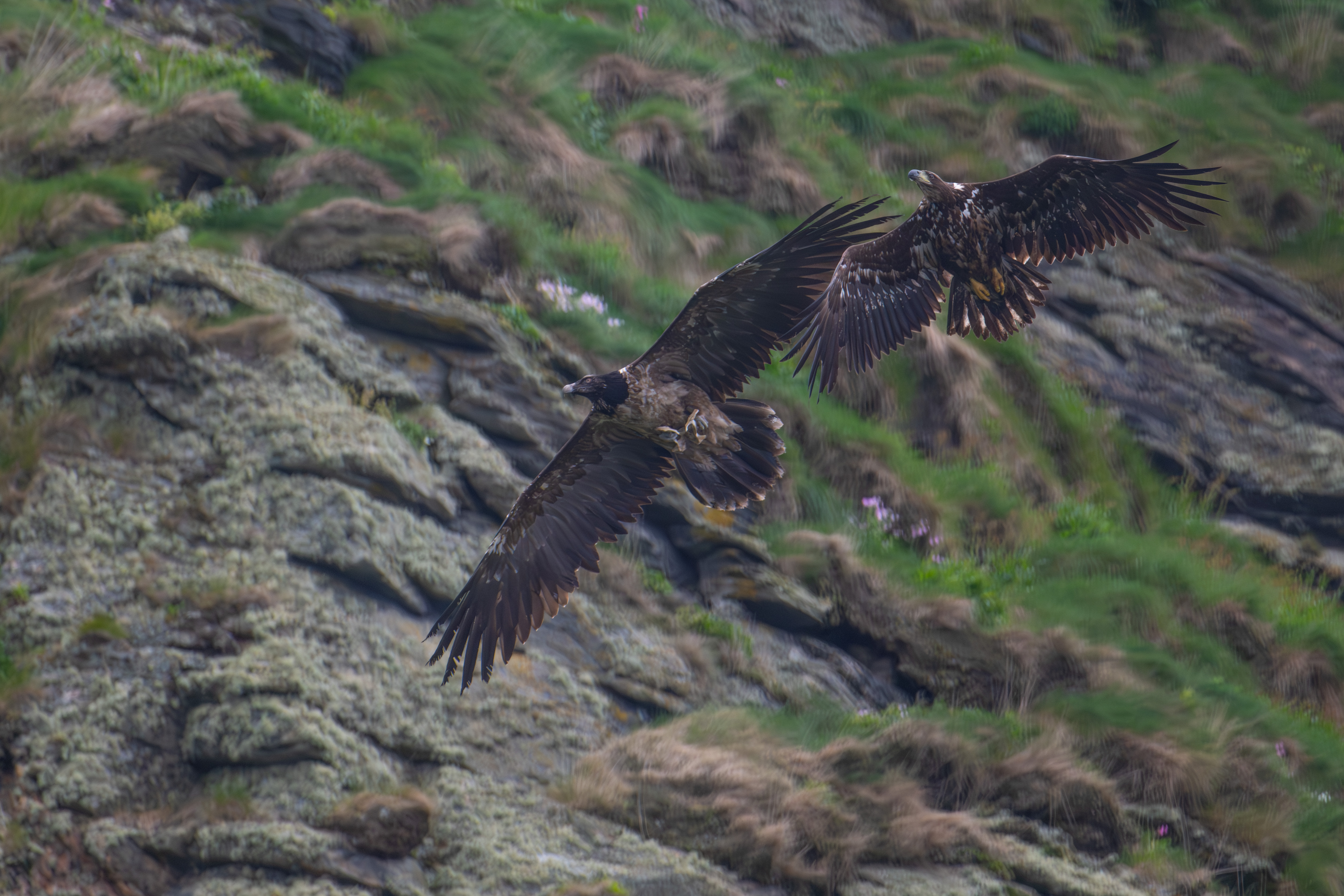 Bearded Vulture by Steve Baines - BirdGuides