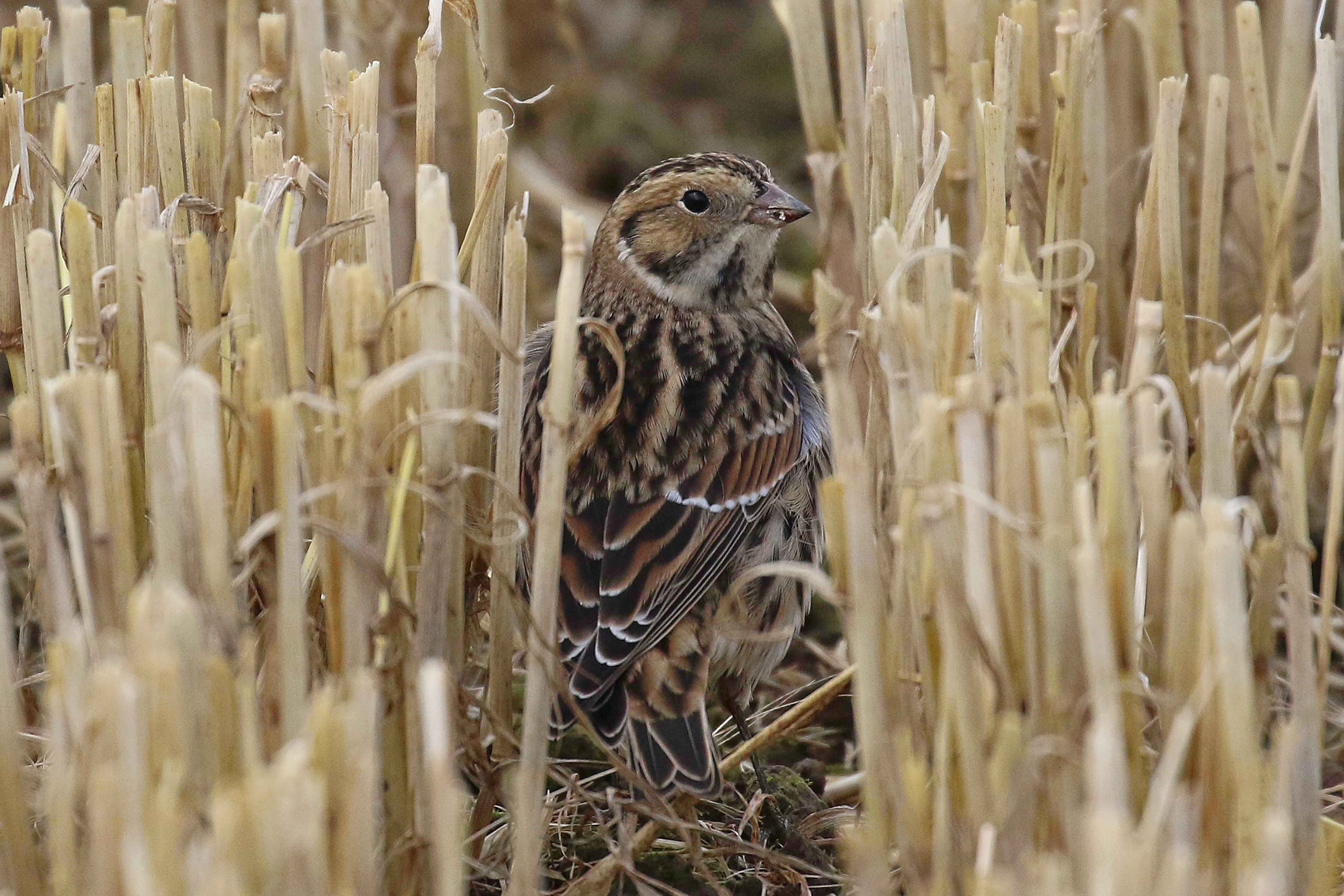 Lapland Bunting by Christopher Bell - BirdGuides