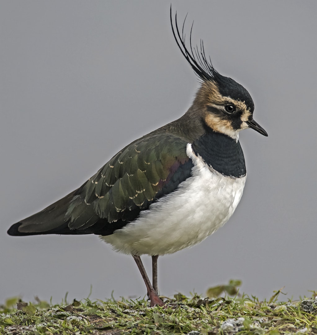 Northern Lapwing by Wayne Davies - BirdGuides