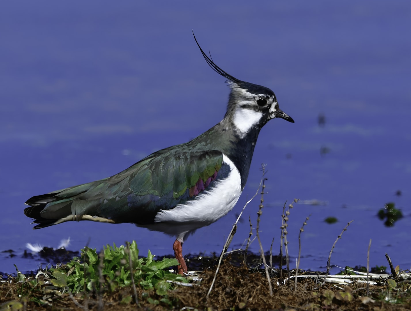 Northern Lapwing by Geoff Dicker - BirdGuides